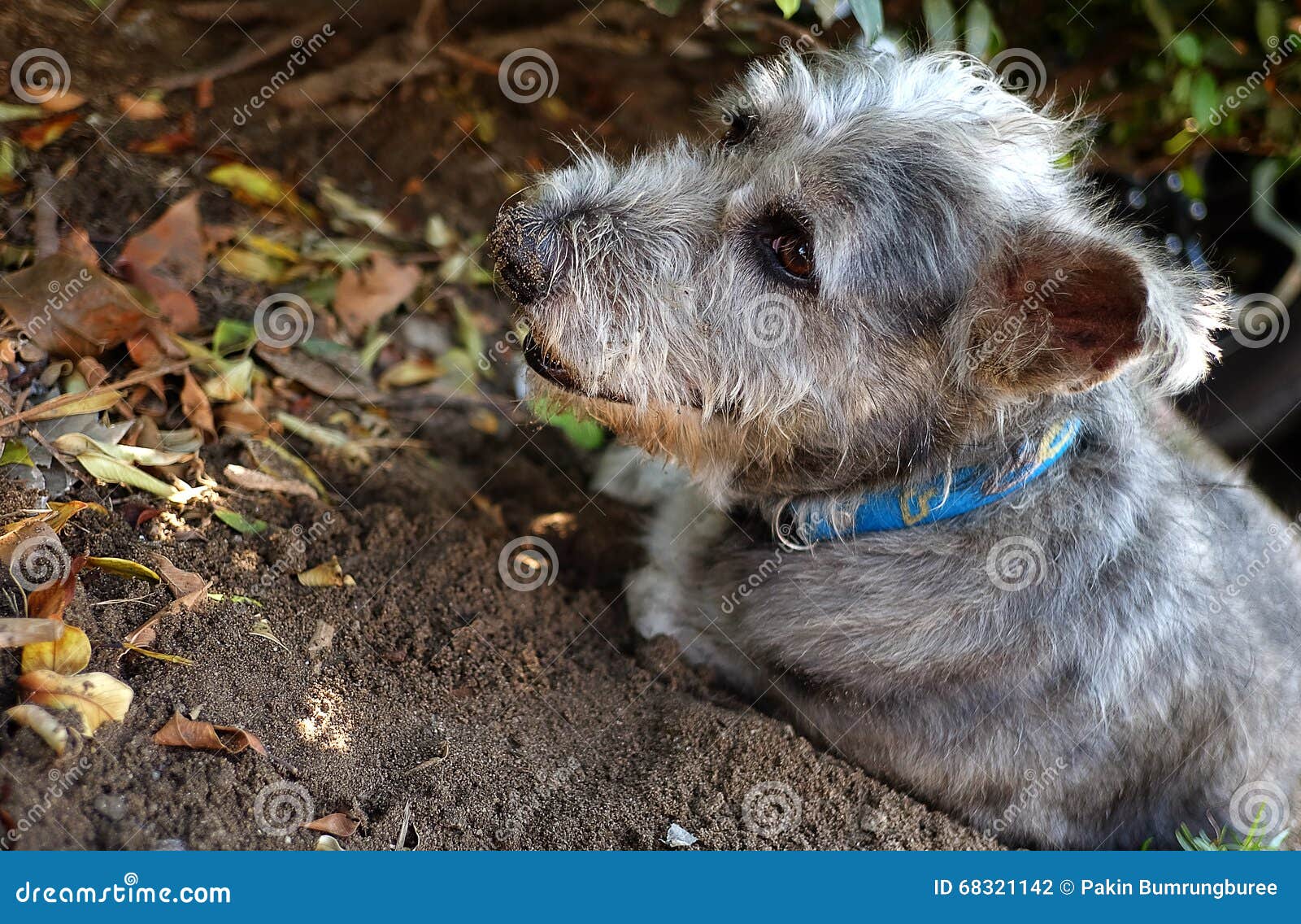 Dog Looking a Hope stock photo. Image of animal, happy - 68321142