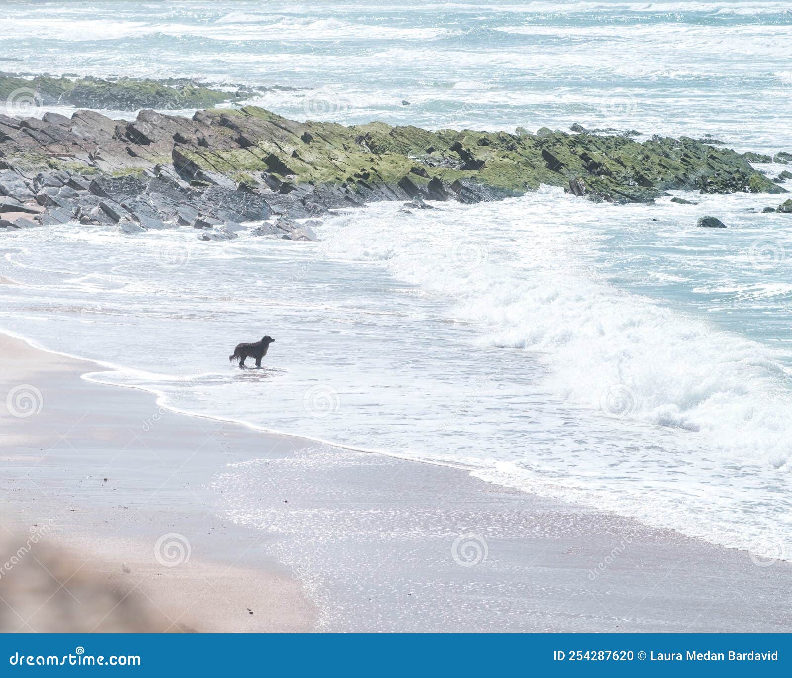Dog looking at the horizon stock photo. Image of sand - 254287620