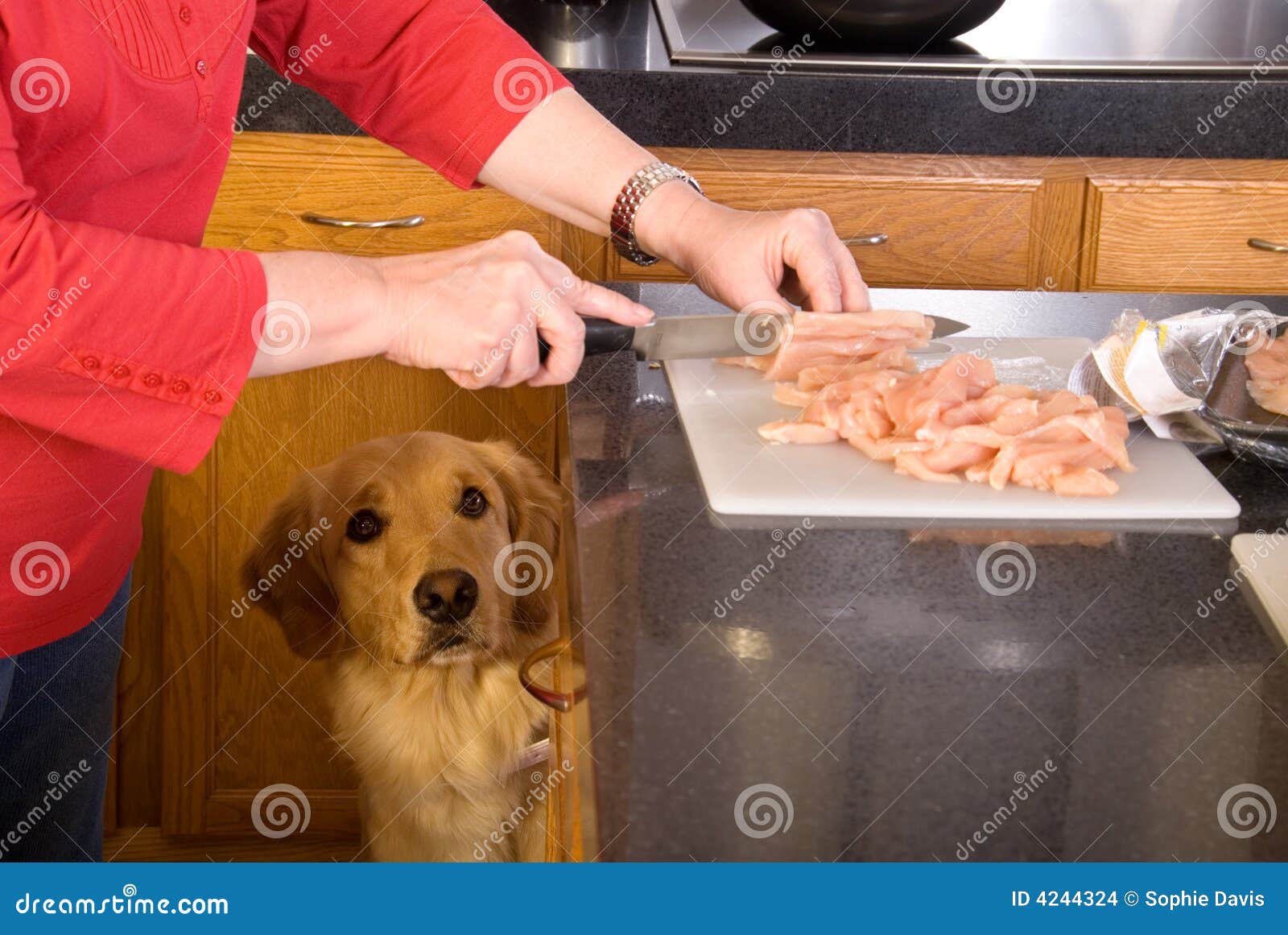 Dog Looking Longingly at Chick Stock Photo - Image of fifties, inside ...