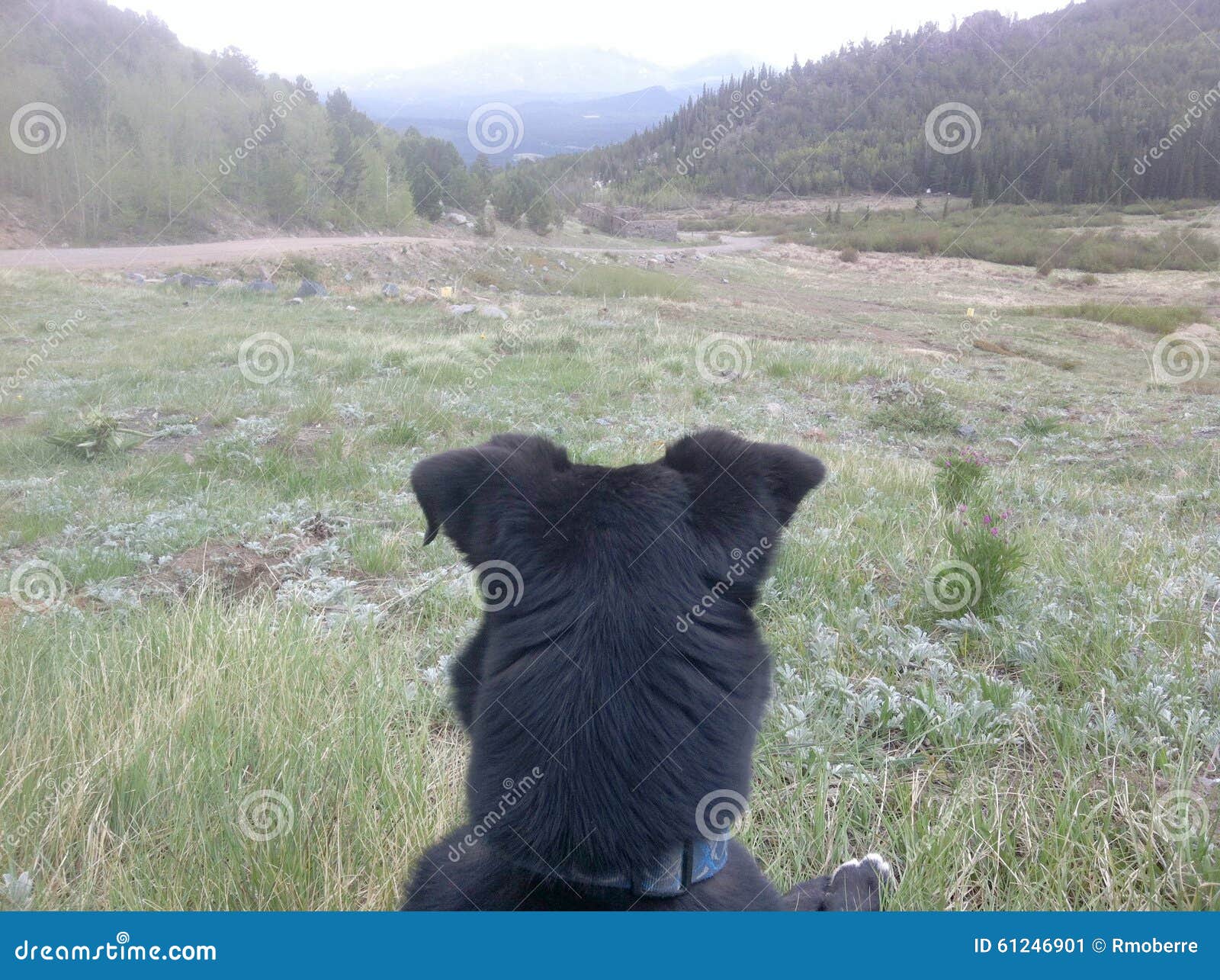 Dog looking at mountains stock image. Image of nature - 61246901
