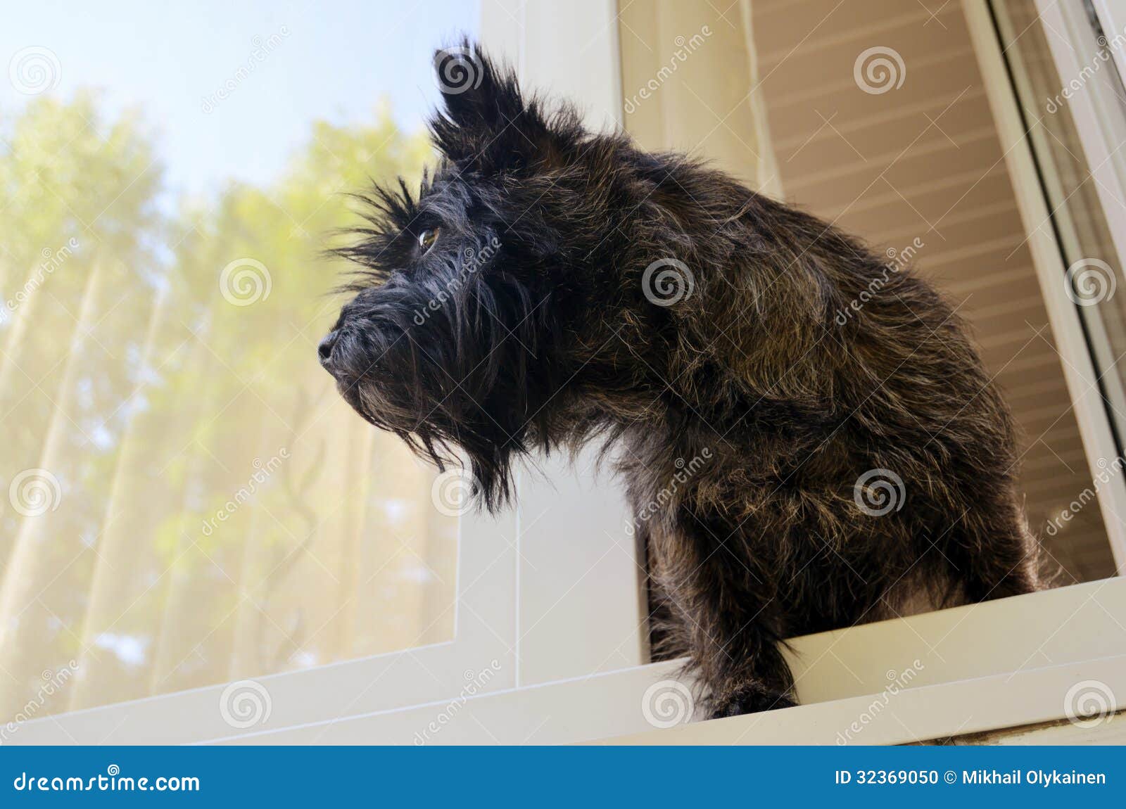 Dog looking out the window stock photo. Image of expectation - 32369050