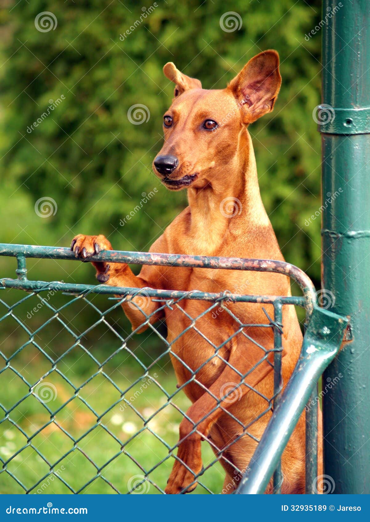 Dog looking over fence stock image. Image of canine, canidae - 32935189