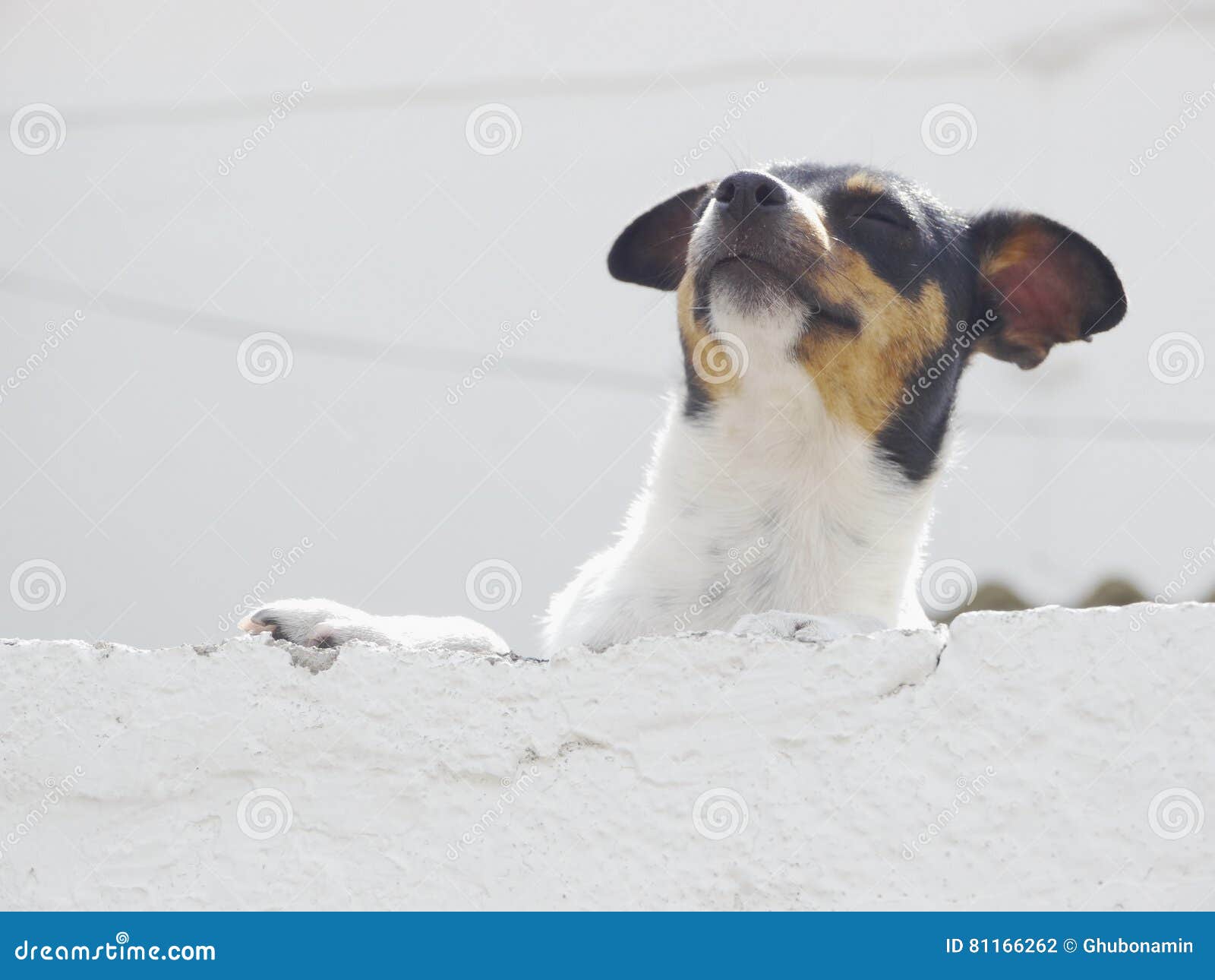 Dog looking over wall stock photo. Image of adorable - 81166262