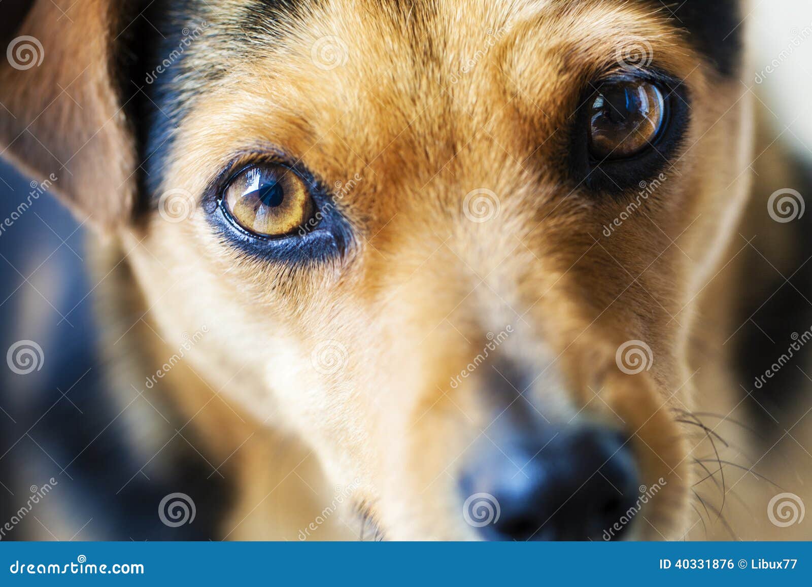 Dog Looking Portrait Closeup Stock Photo - Image of breed, intense ...