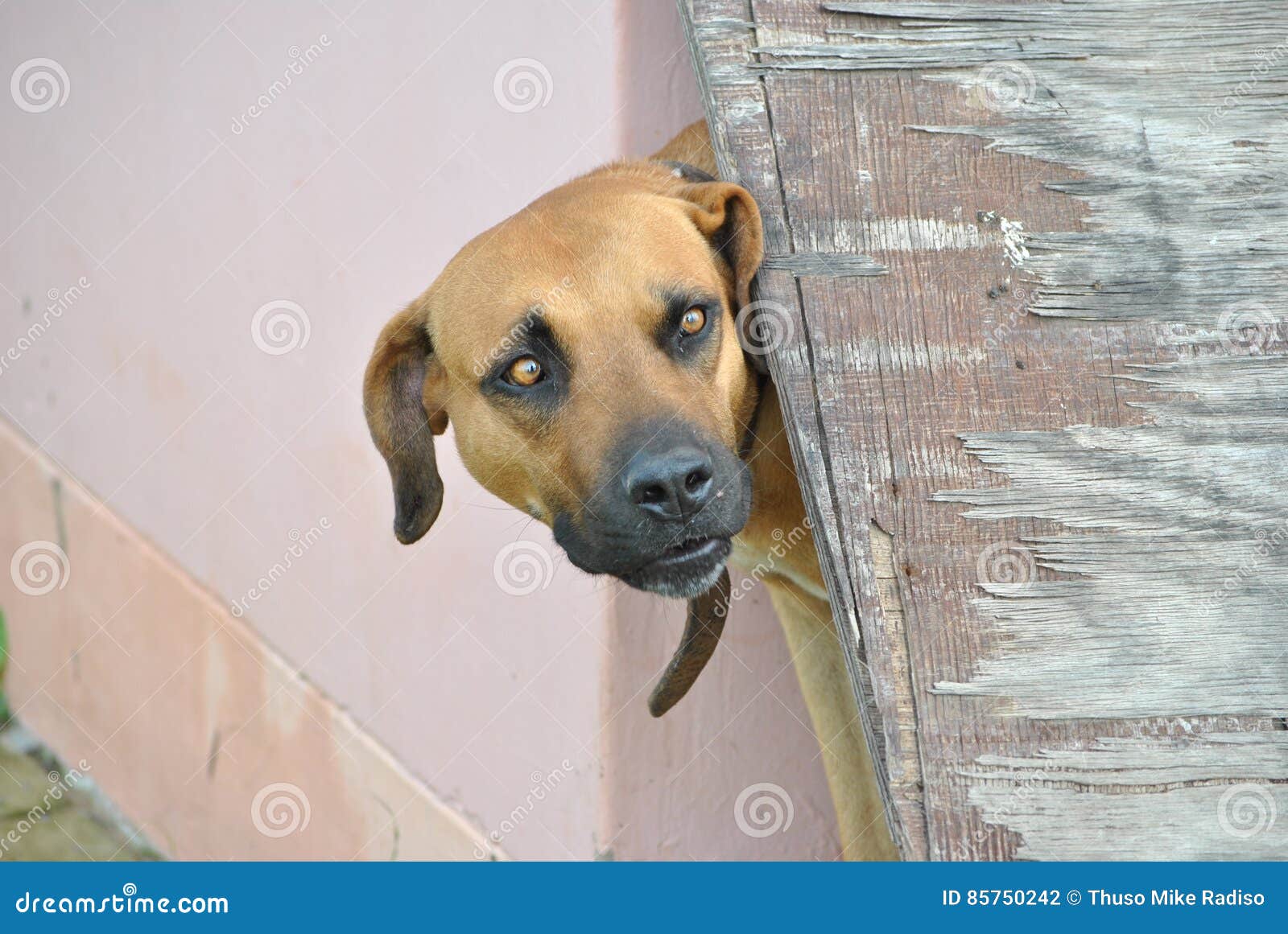A DOG LOOKING PUZZLED stock photo. Image of puzzled, obedient - 85750242