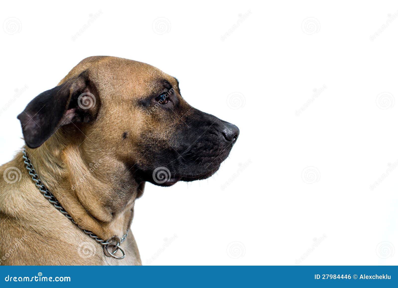 Dog looking on right stock photo. Image of side, german - 27984446