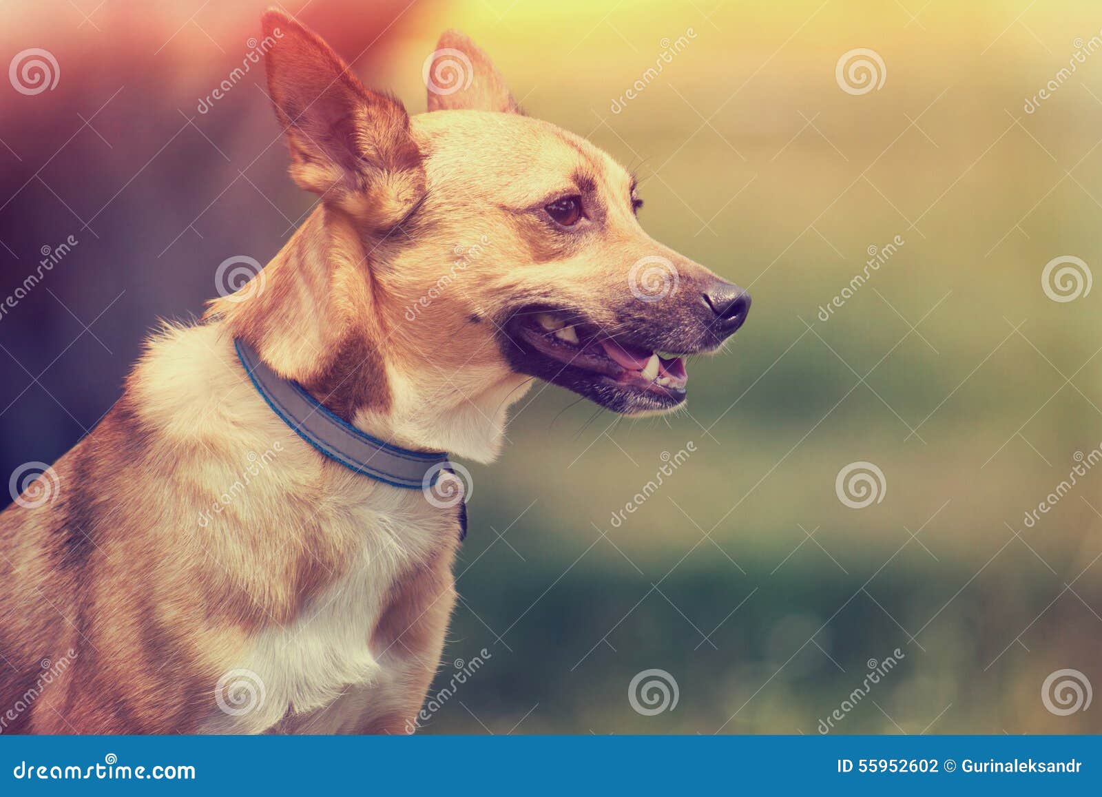 Dog looking sideways stock photo. Image of cute, view - 55952602
