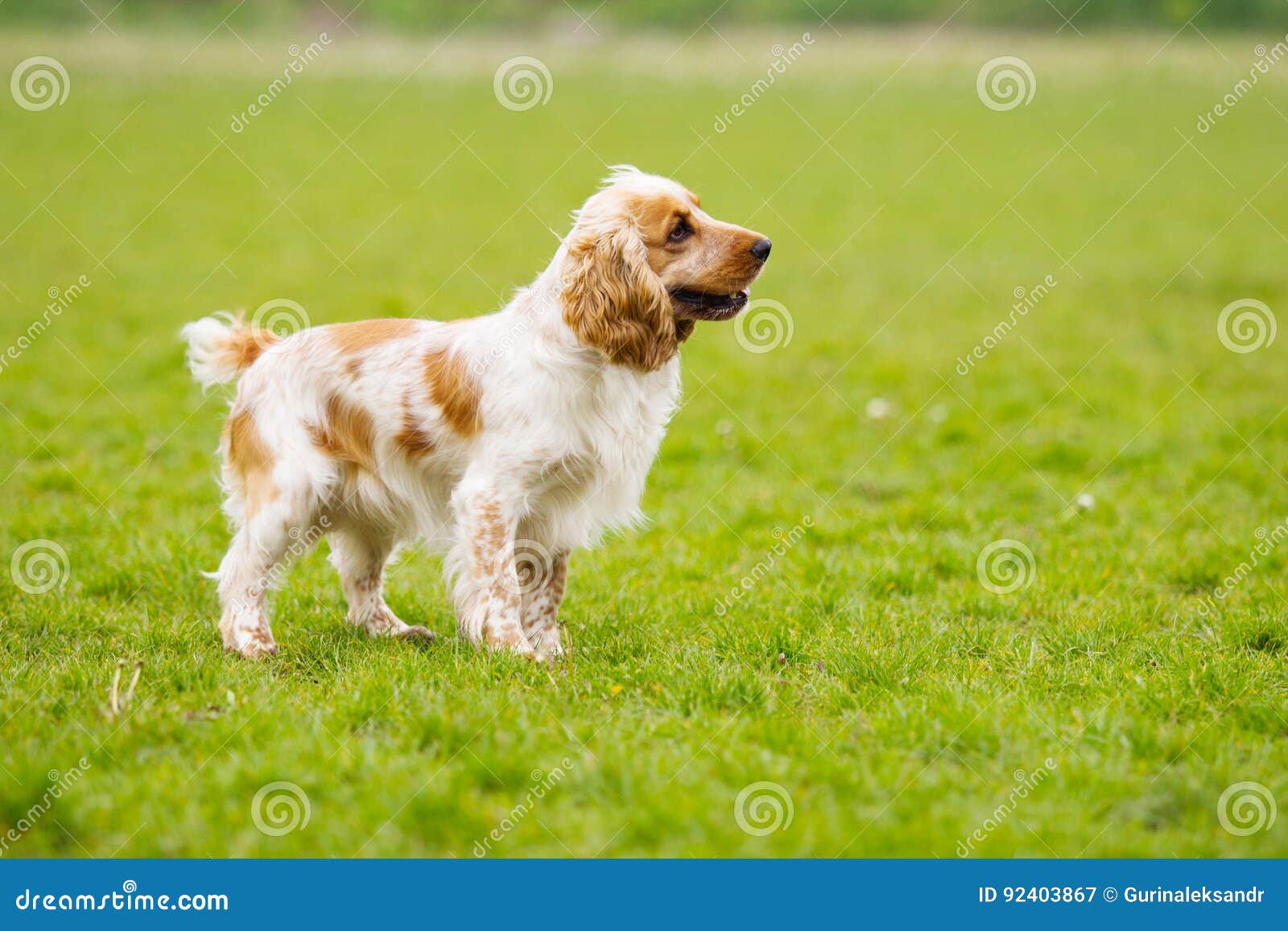 Dog looking sideways stock image. Image of sideways, cocker - 92403867