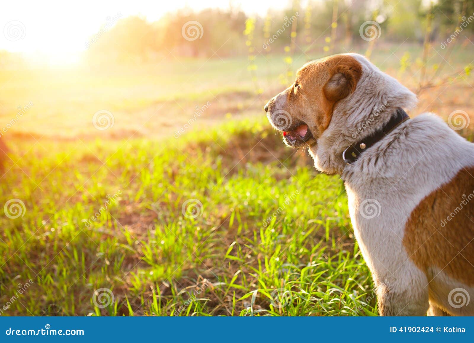Dog looking at the sunset stock photo. Image of lake - 41902424