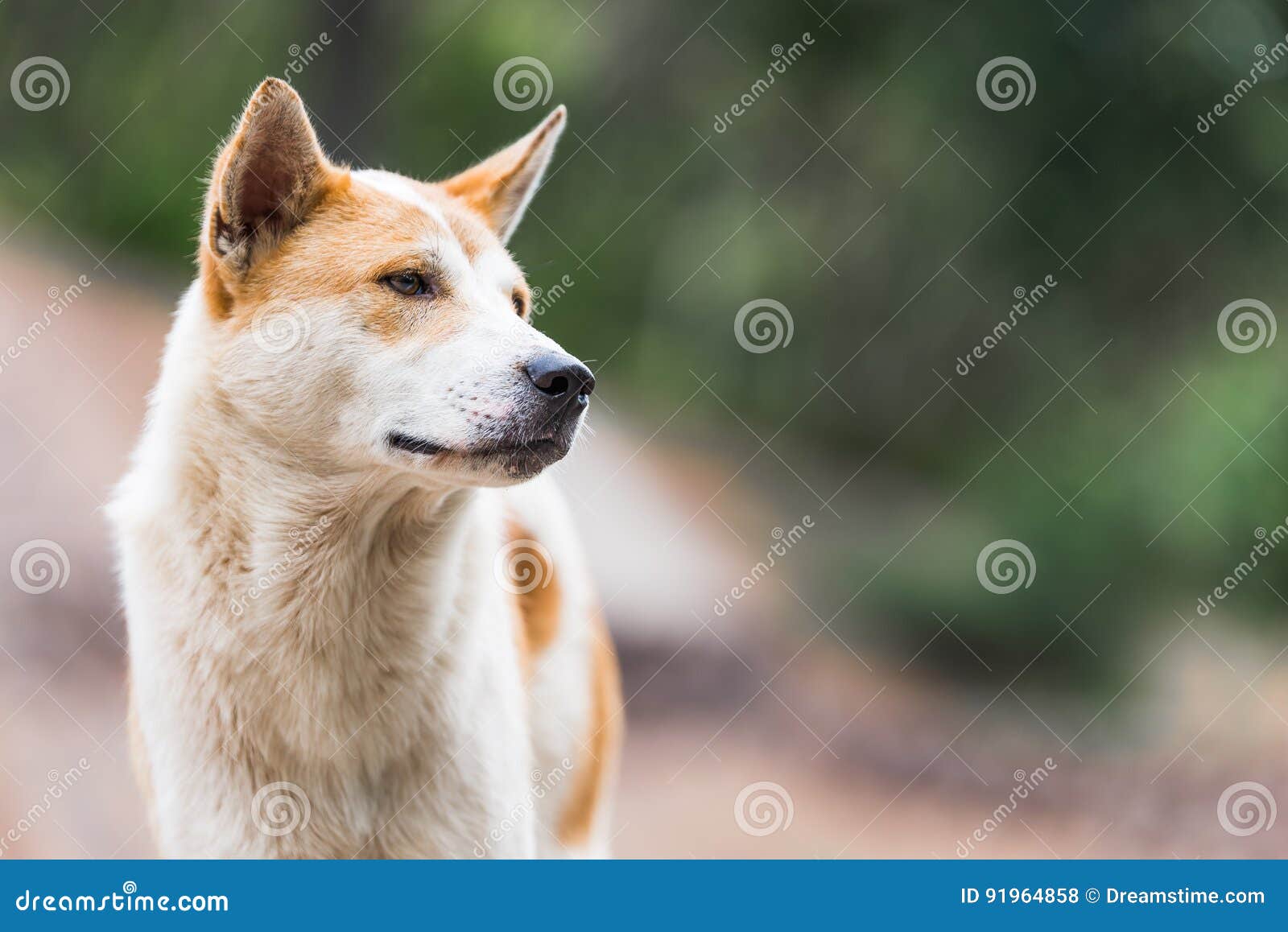 Dog looking to right side stock photo. Image of outdoors - 91964858