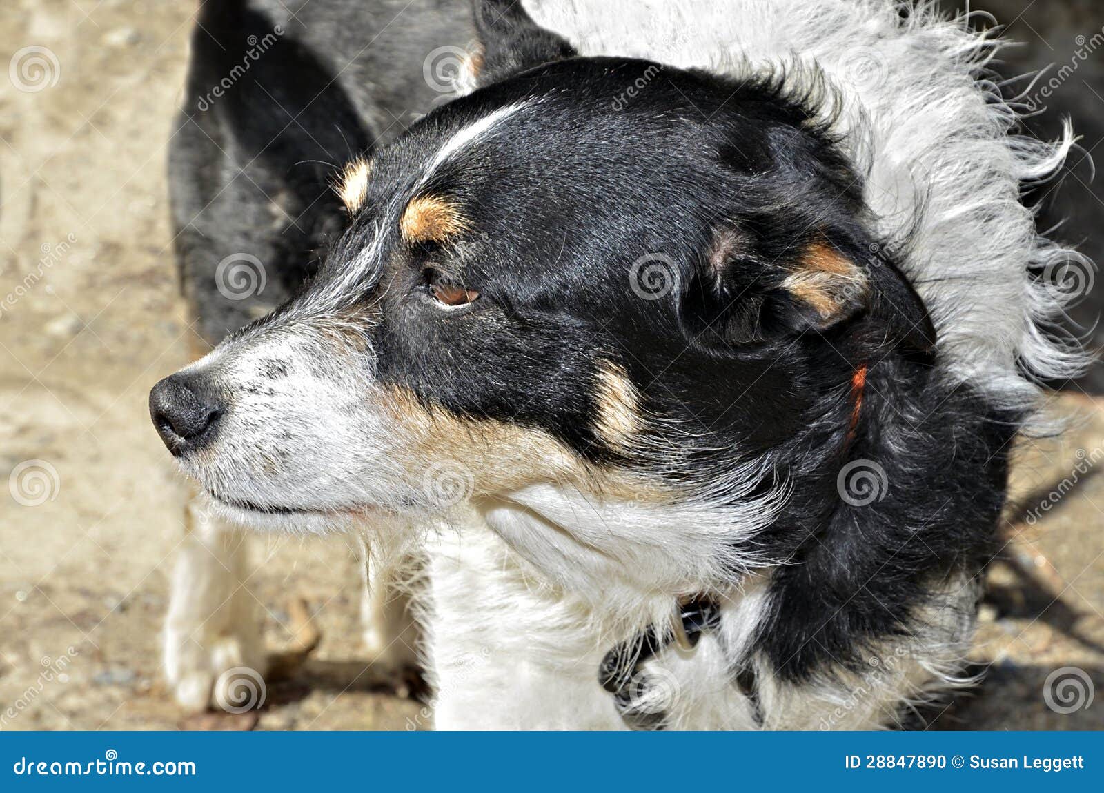 Dog Looking to the Side stock photo. Image of domestic - 28847890