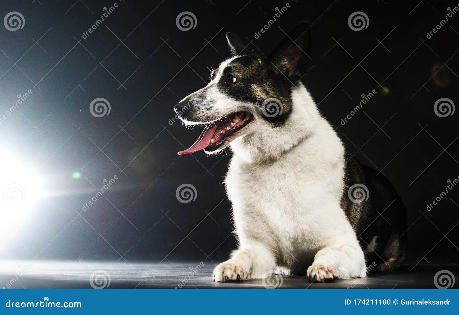 Dog looking to the side stock photo. Image of purebred - 174211100