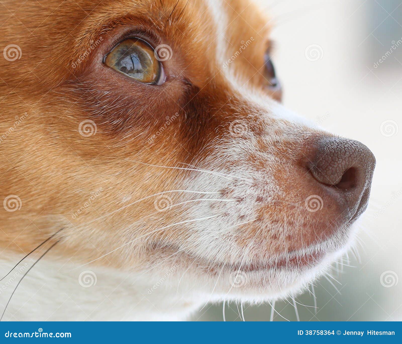 Dog looking up stock photo. Image of sweet, nose, close - 38758364