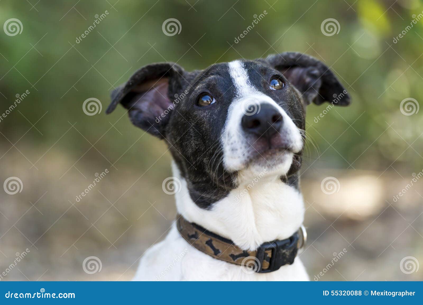 Dog Looking Up stock photo. Image of head, animals, puppy - 55320088