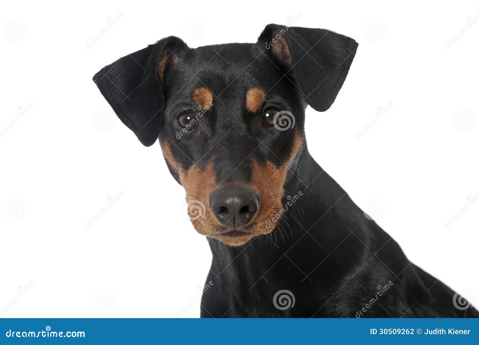 Dog looking up stock photo. Image of sitting, canine - 30509262