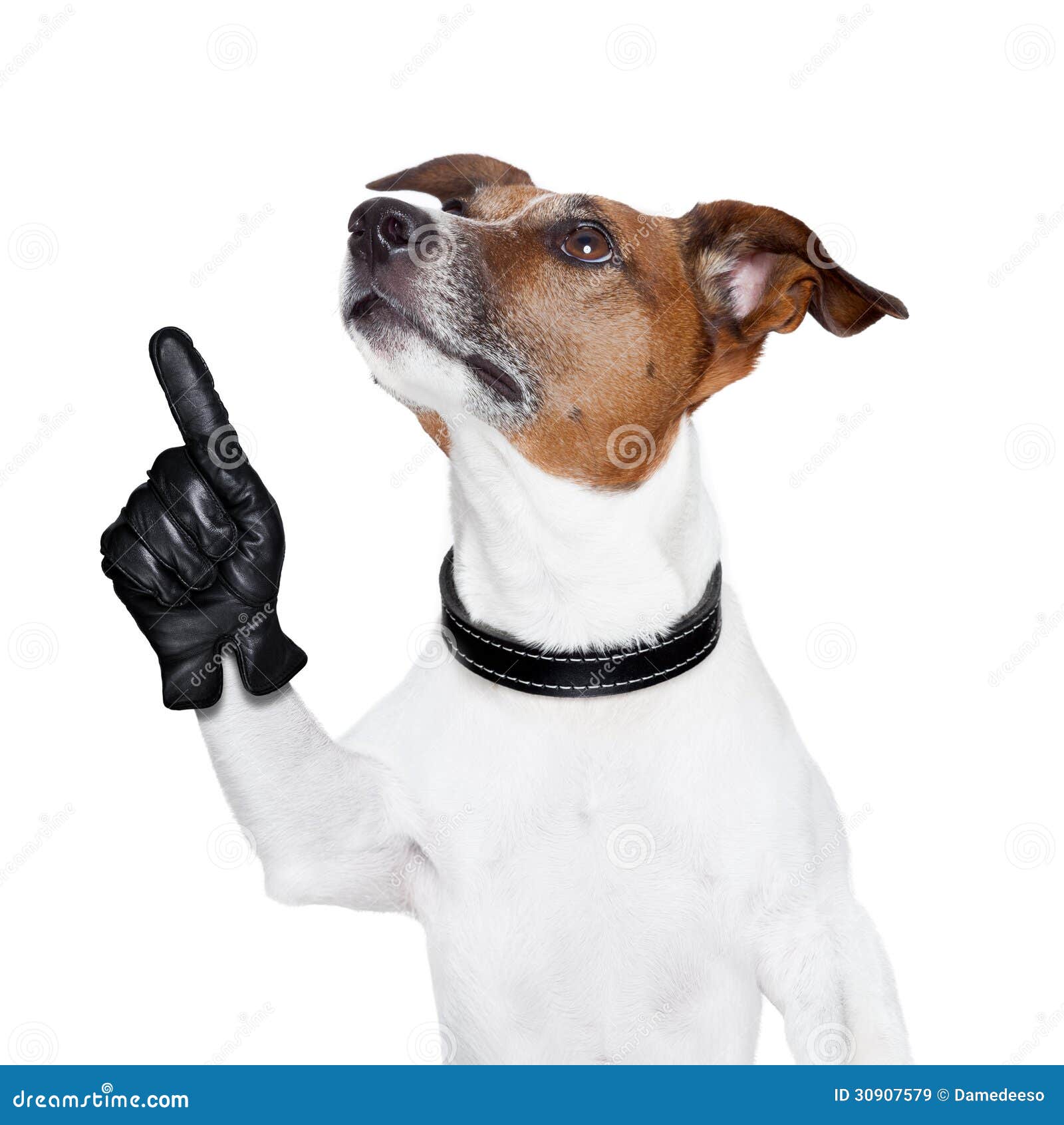 Dog Looking Up and Pointing Stock Image - Image of double, point: 30907579