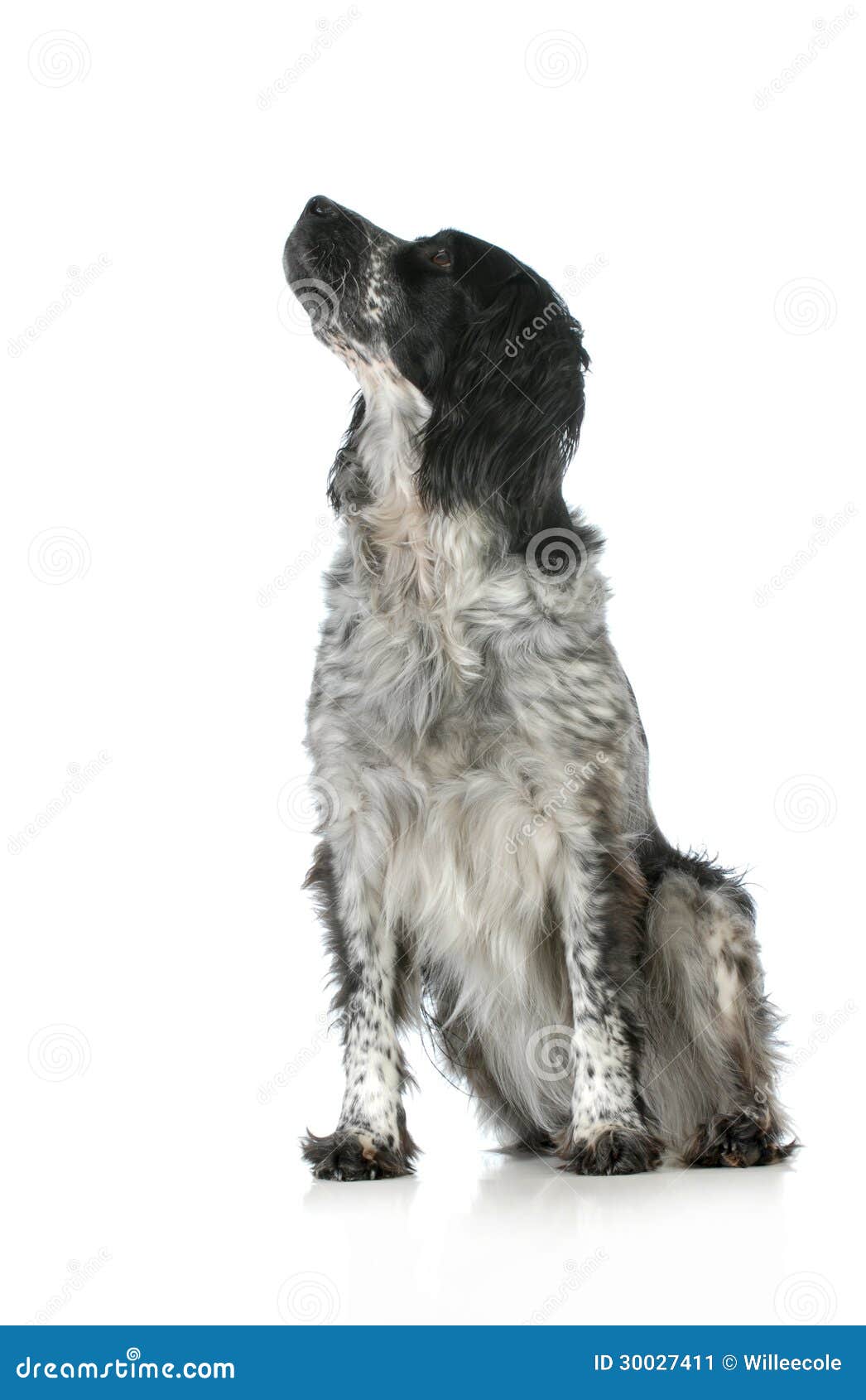 Dog looking up stock image. Image of breed, english, staring - 30027411