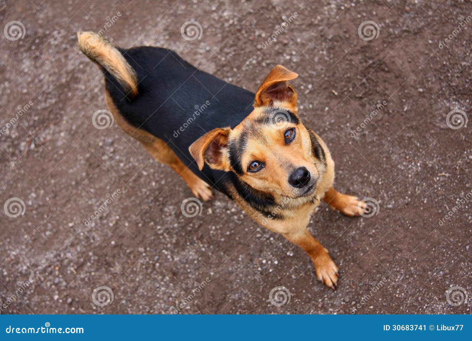 Dog Looking Upward stock image. Image of eyes, full, body - 30683741