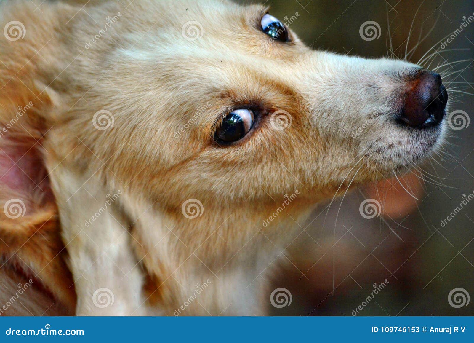 Dog looking upwards stock image. Image of brown, overhead - 109746153