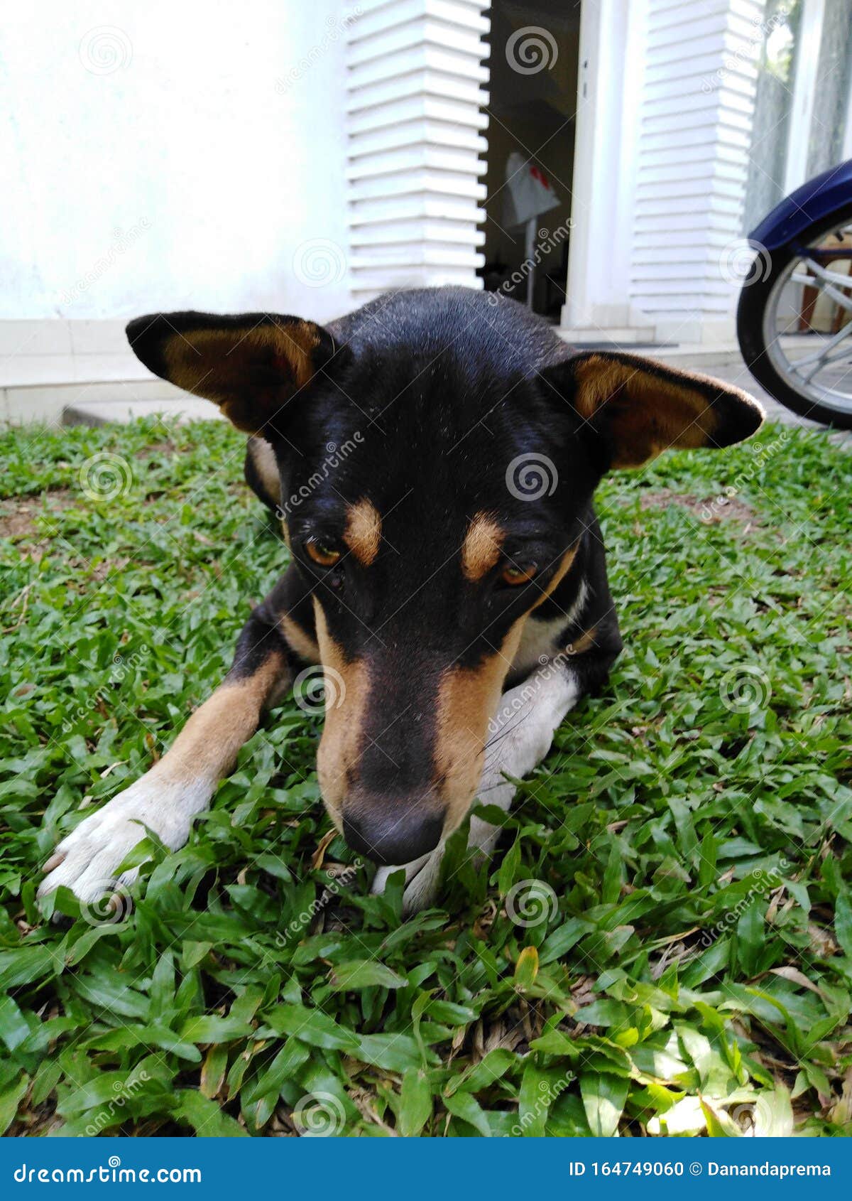 Dog looking very curious stock photo. Image of outdoor - 164749060
