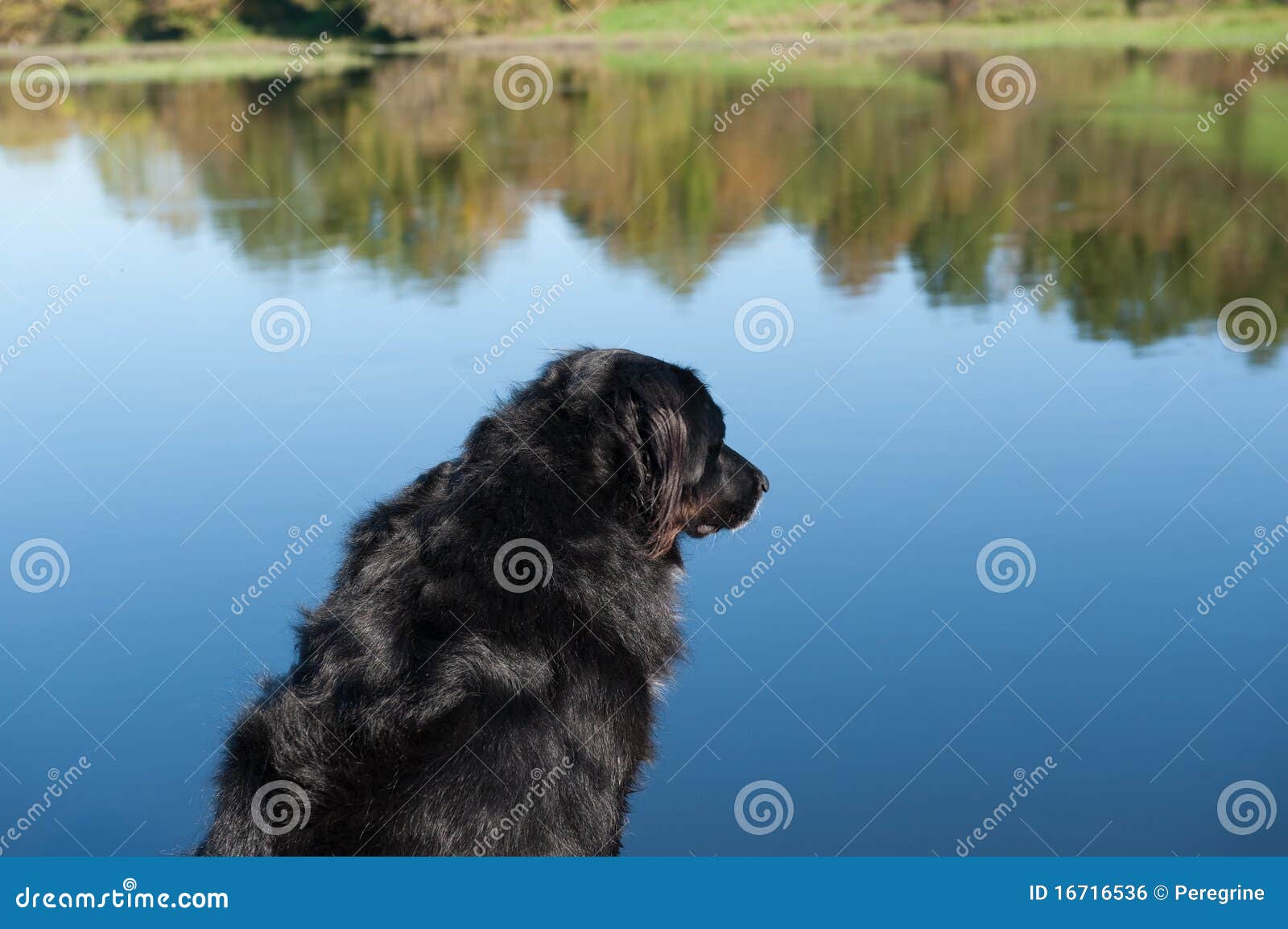 Dog looking on the water stock photo. Image of labrador - 16716536