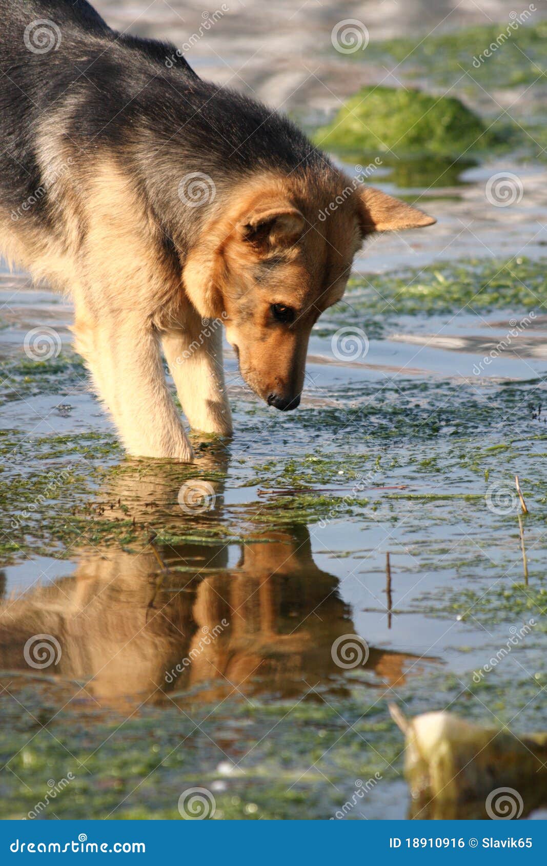 The dog looking in water stock photo. Image of attentively - 18910916