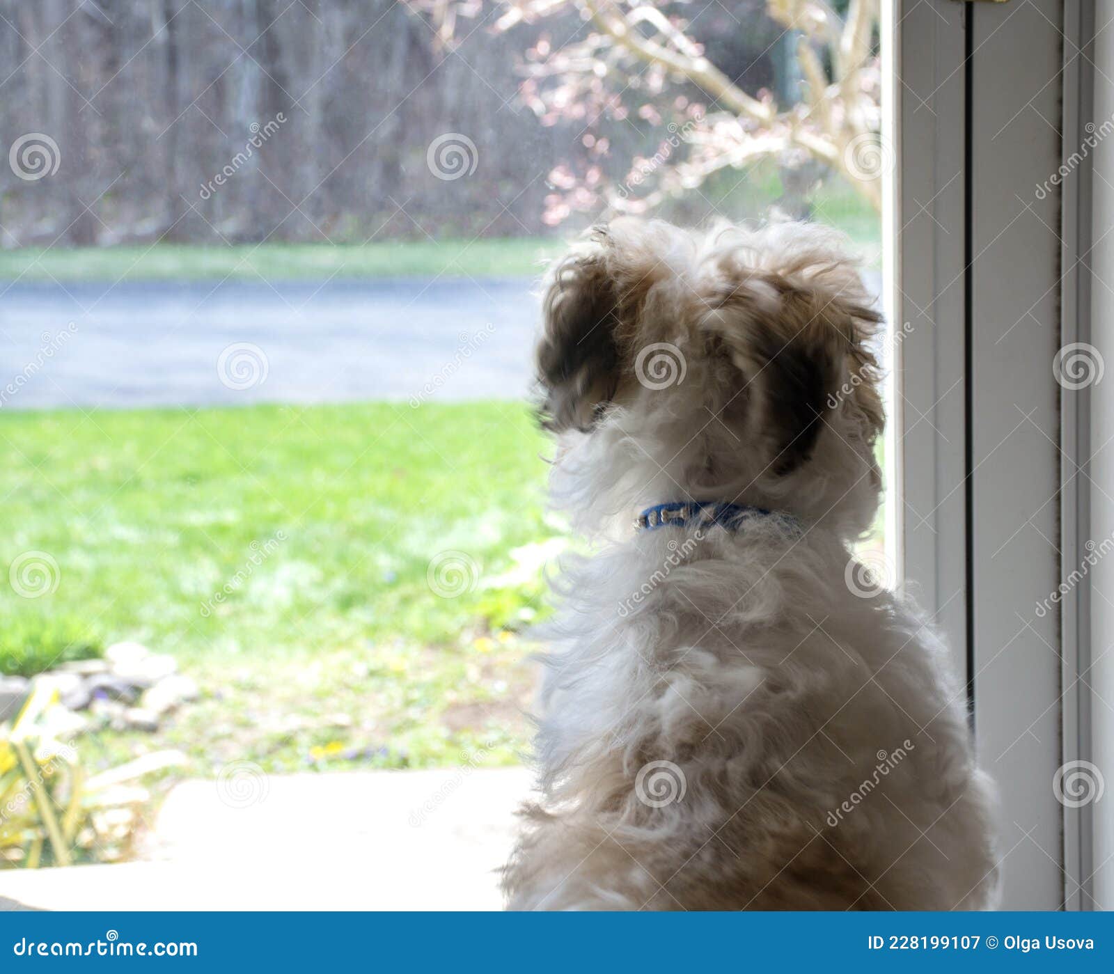 Dog Looking through a Window. Puppy Waiting for Owner Stock Image ...