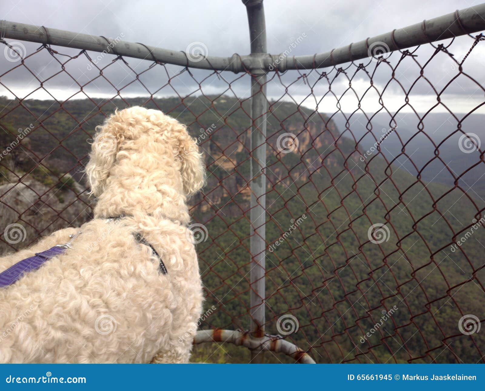 Dog at a Lookout in the Blue Mountains Stock Image - Image of view ...