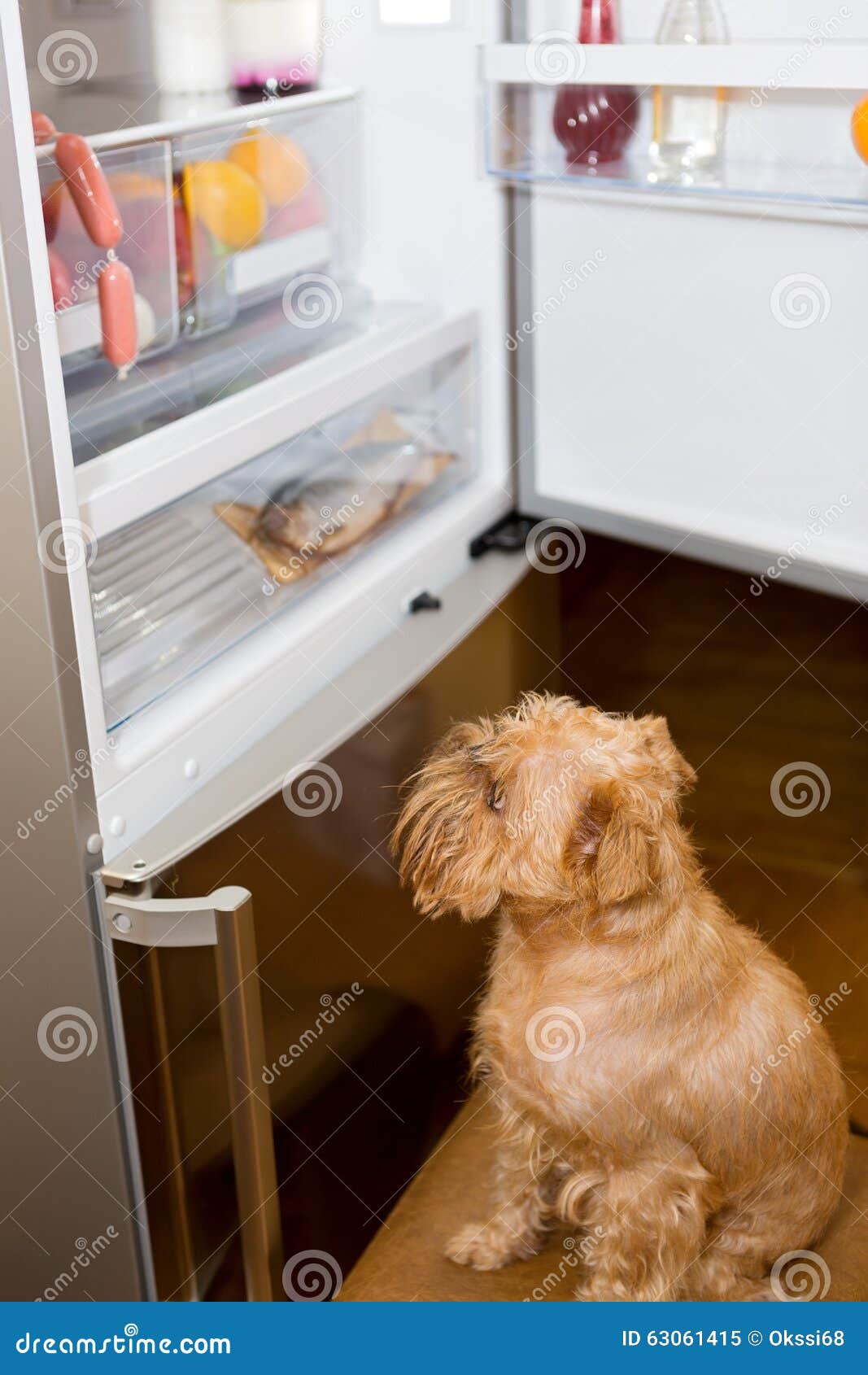Dog looks in the fridge stock image. Image of young, greed - 63061415