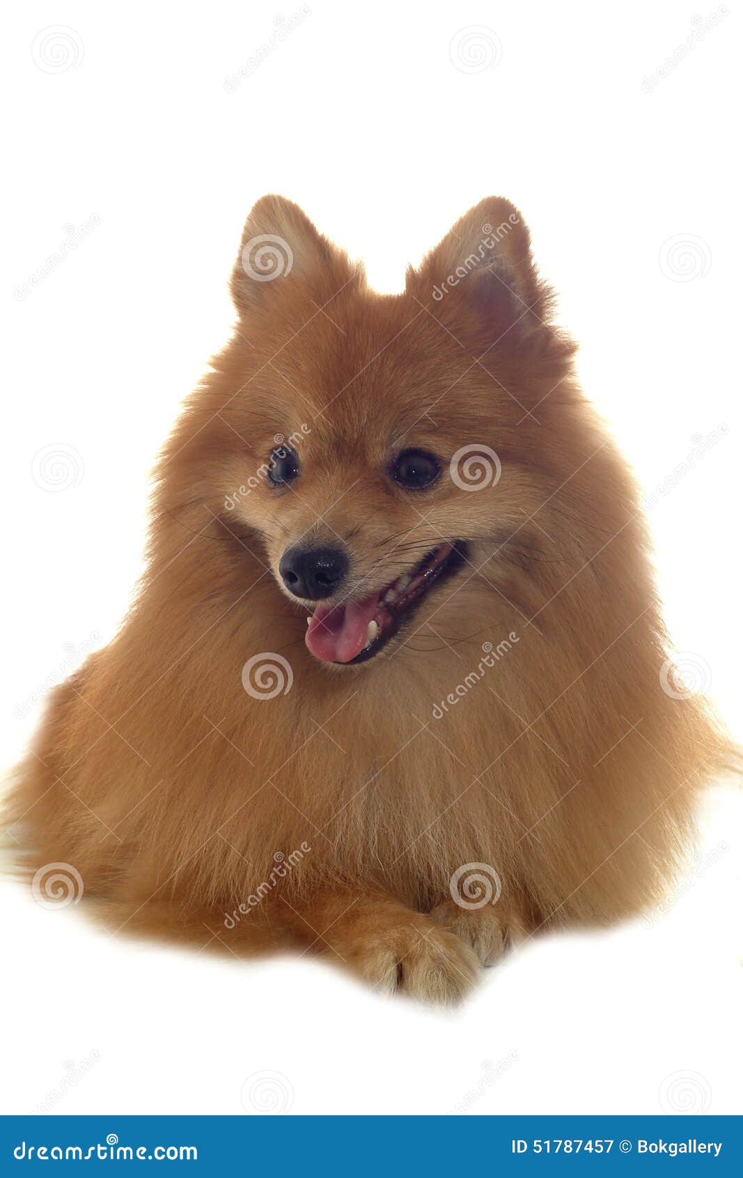 Dog stock image. Image of playful, obedient, borneo, sarawak - 51787457