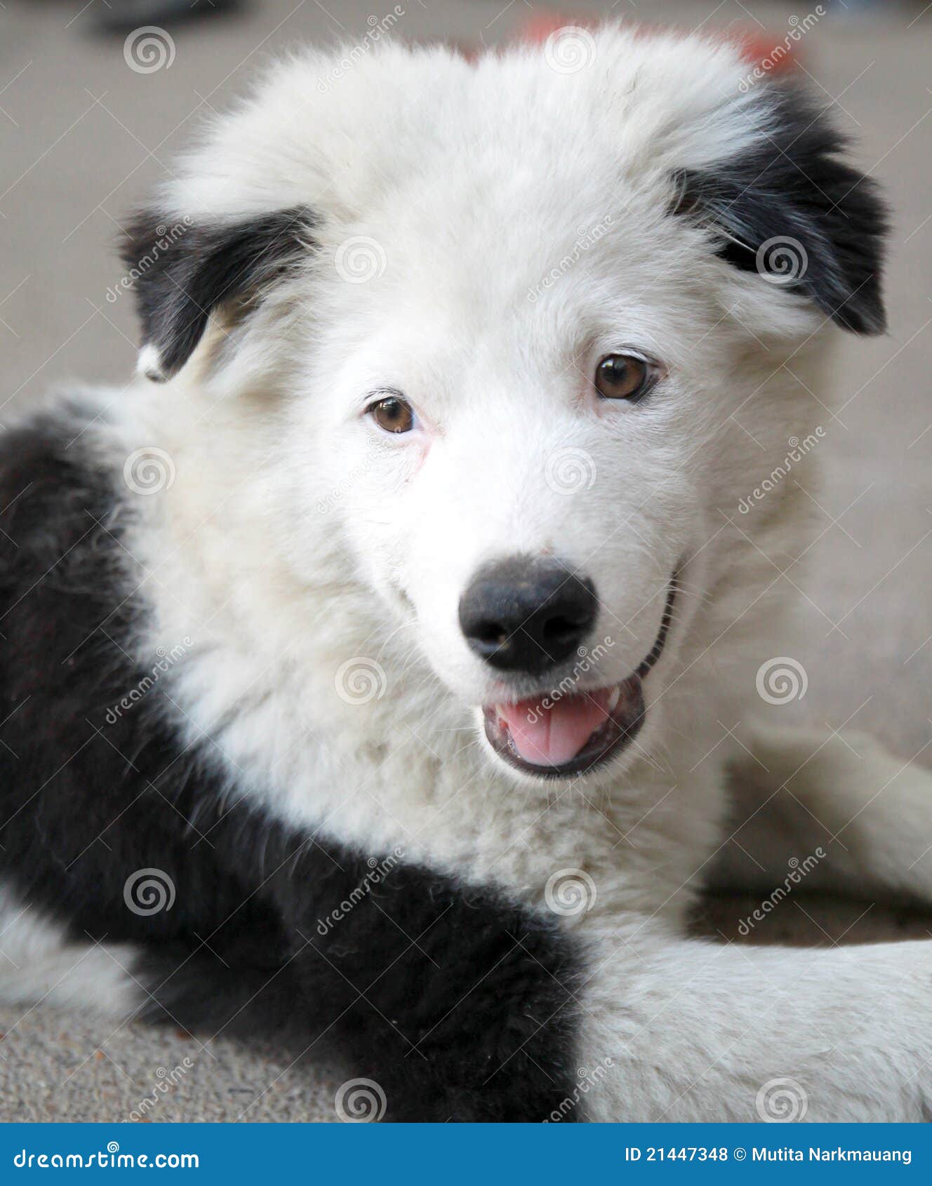 Dogs That Look Like Pandas Breed