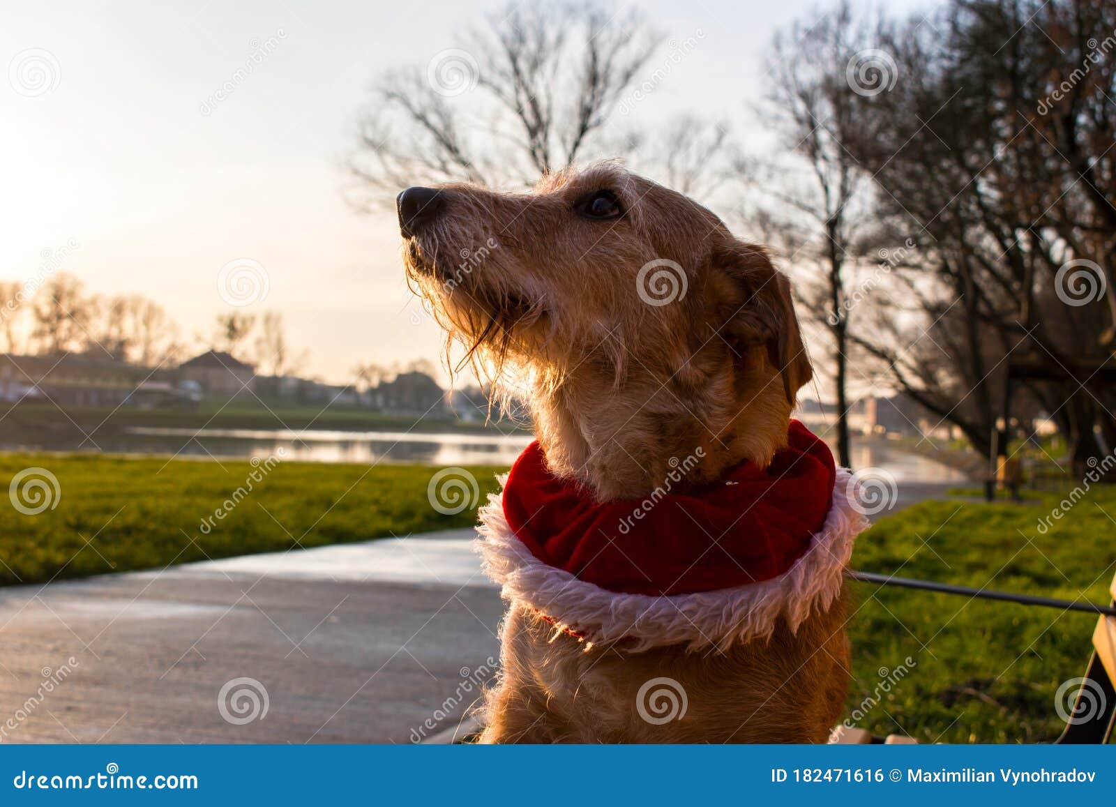 The Dog Looks Lovingly at His Master Stock Photo - Image of outdoor ...