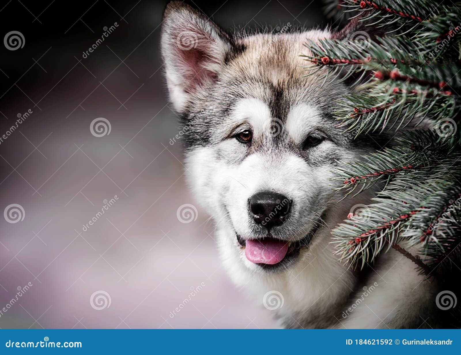 Dog Looks Out of the Spruce Stock Photo - Image of looks, looking ...