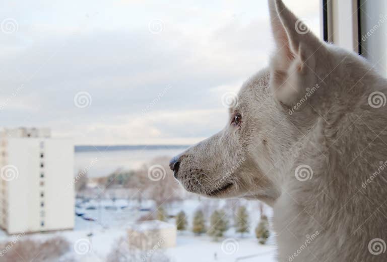 Dog looks out the window stock image. Image of lovable - 22716923