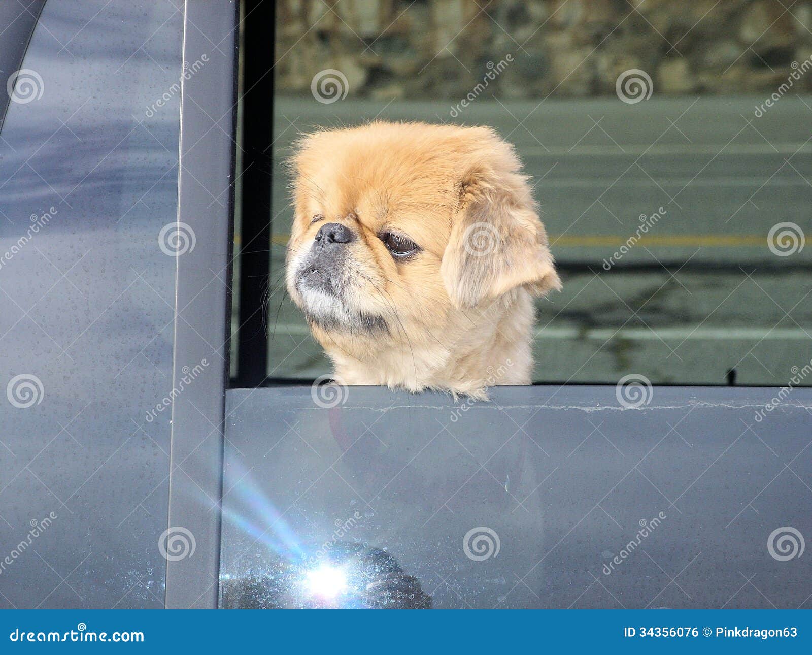 Dog Looks out Window stock photo. Image of animals, looking - 34356076