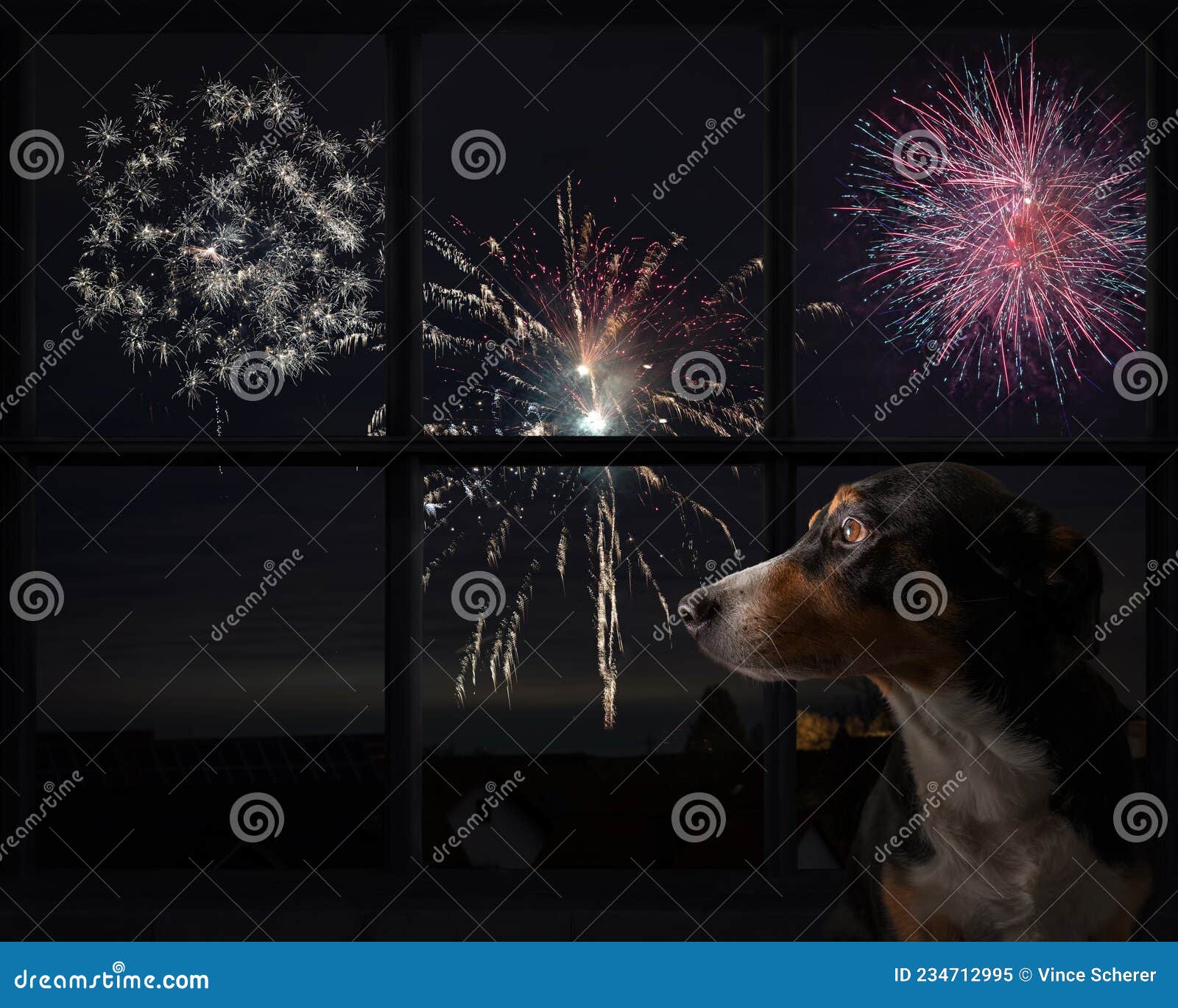 Dog Looks Out the Window and Watching the Fireworks Stock Image - Image ...