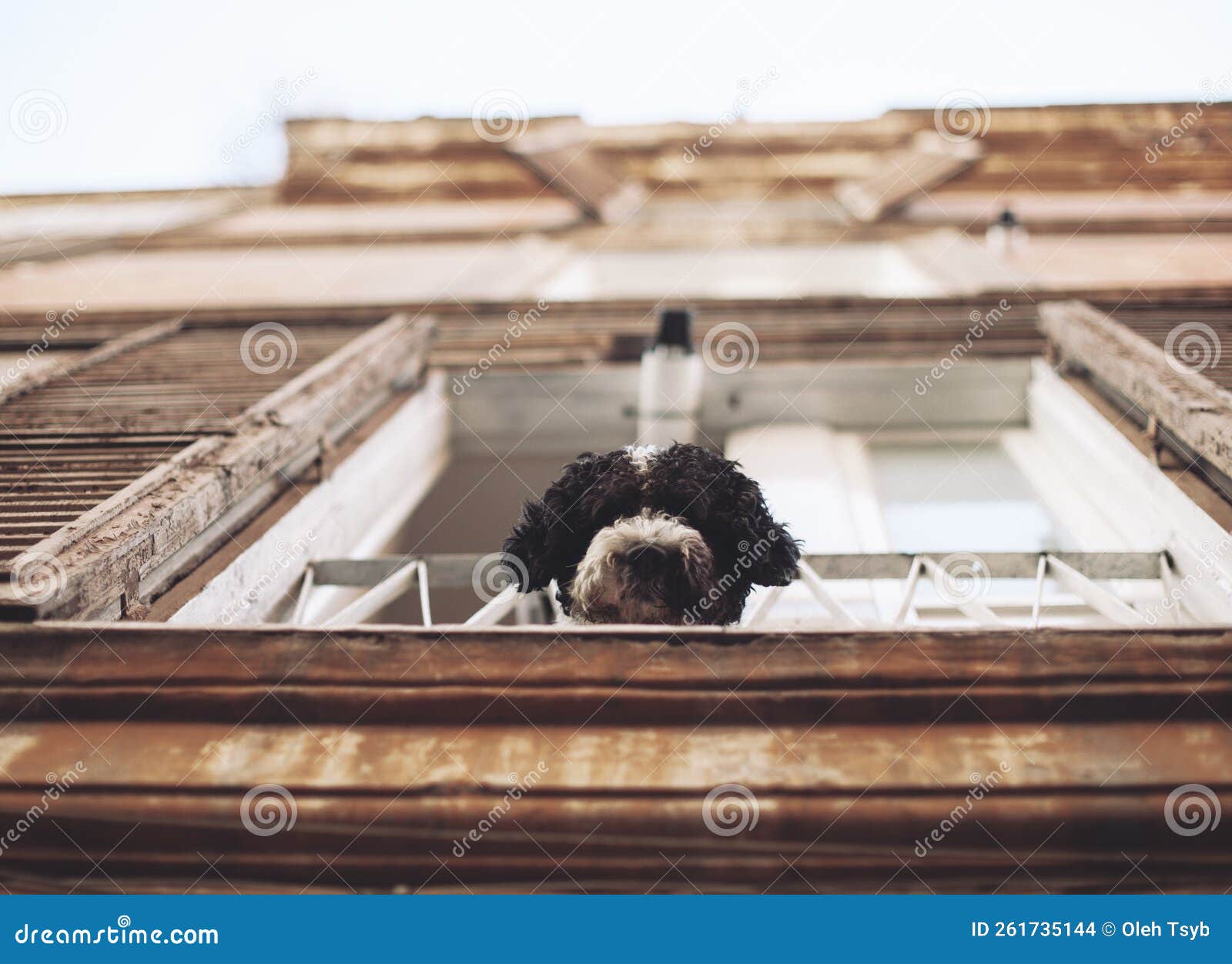 The Dog Looks at the Owner from the Window of the House Stock Photo ...