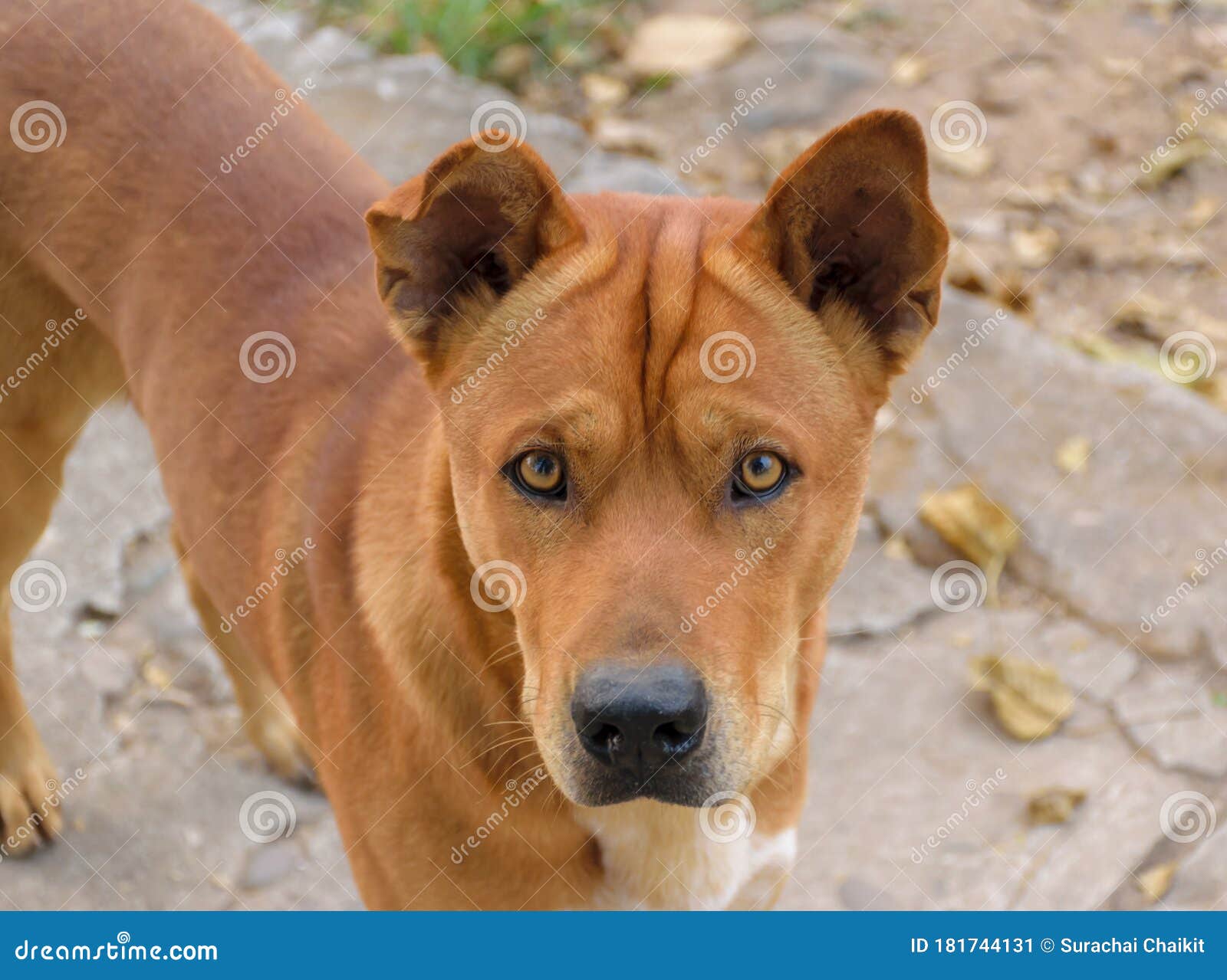 The dog looks skeptical stock image. Image of portrait - 181744131