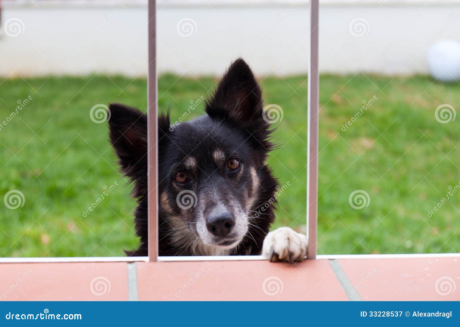 Dog looks through a window stock image. Image of color - 33228537