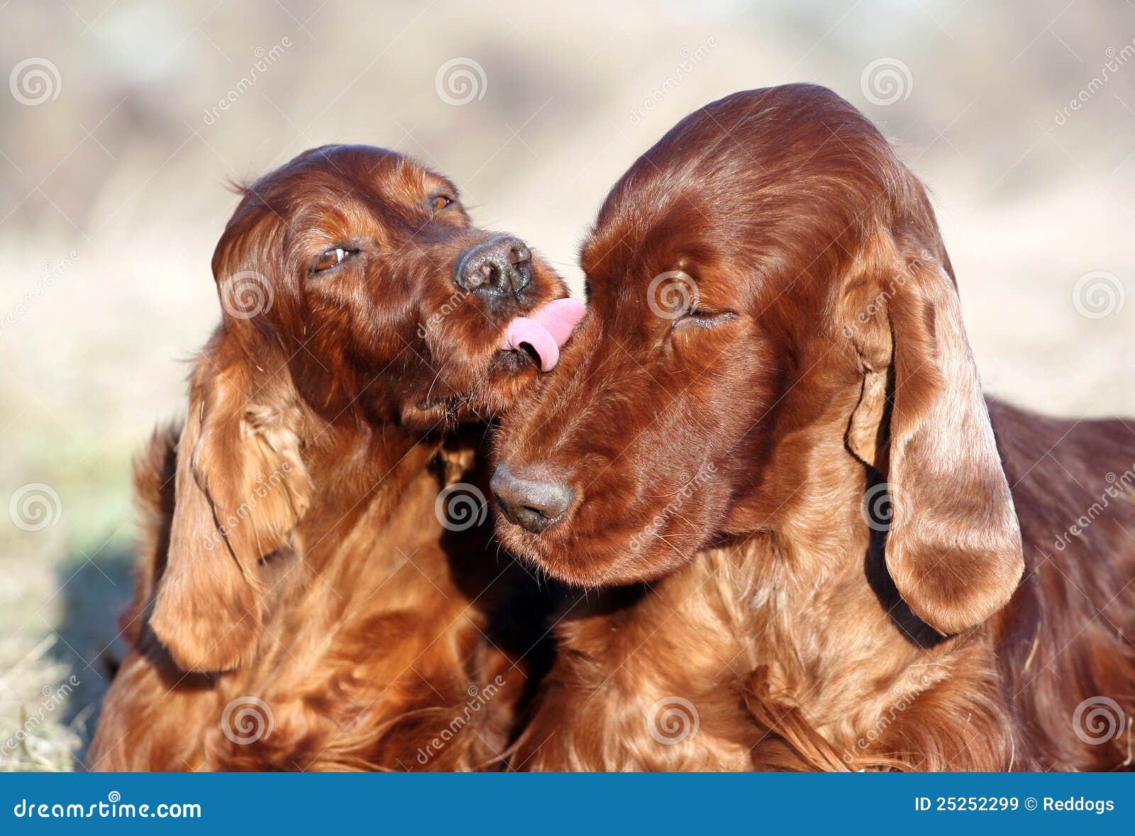 Irish Setter Licking His Nose Stock Photos - Free & Royalty-Free Stock ...