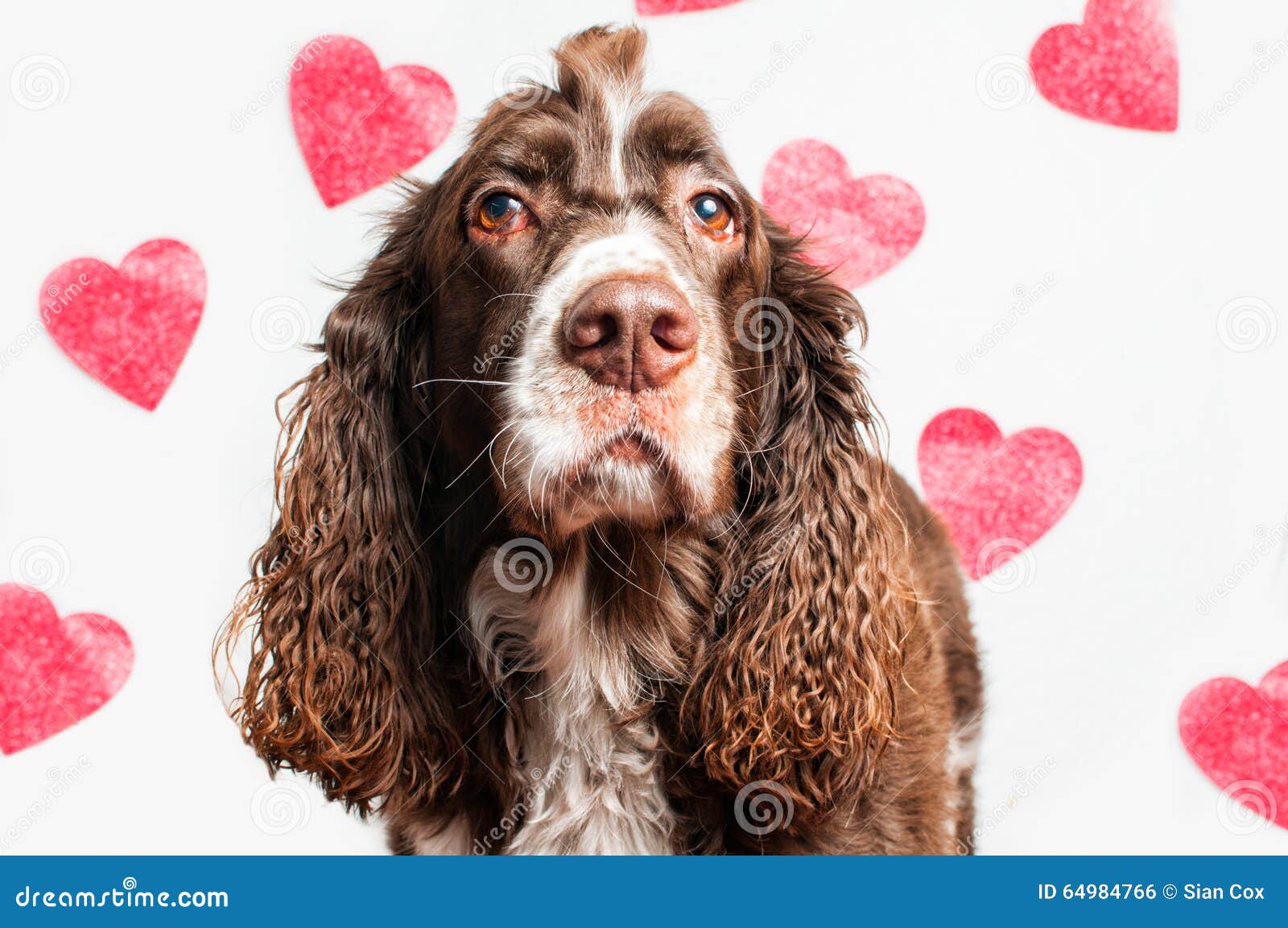 Dog love stock photo. Image of springer, hearts, background - 64984766