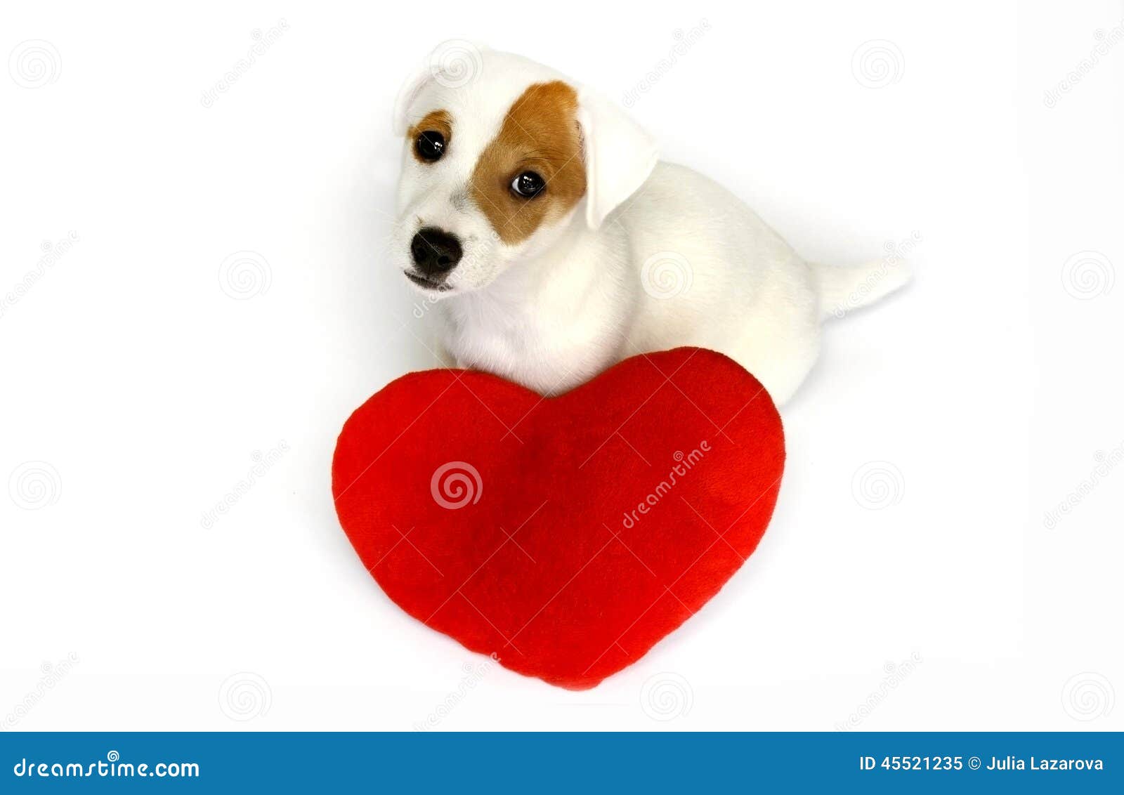 Dog in Love with a Red Heart Stock Image - Image of flirt, funny: 45521235