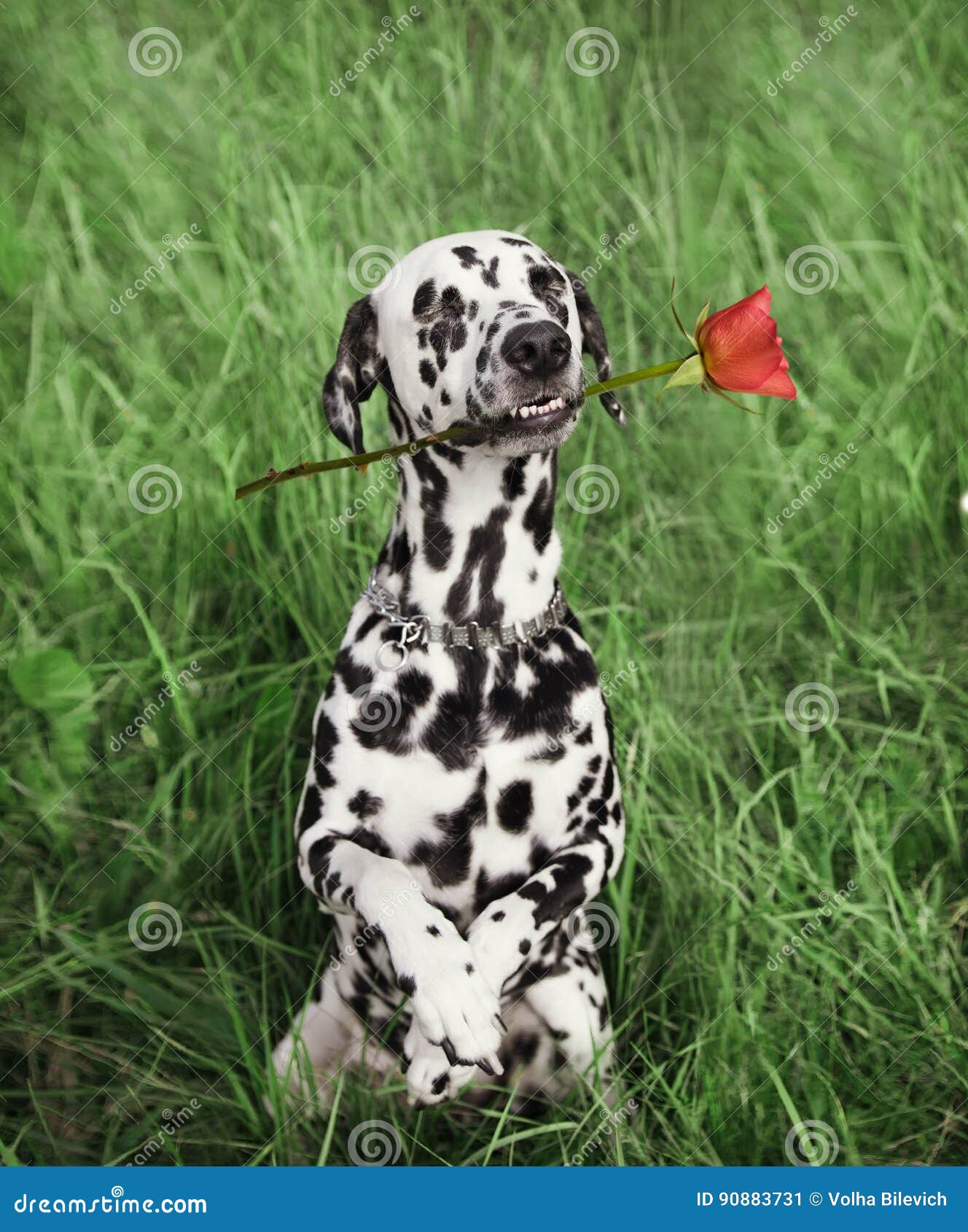 Dog in Love with Red Rose in the Mouth on the Grass Stock Image - Image ...