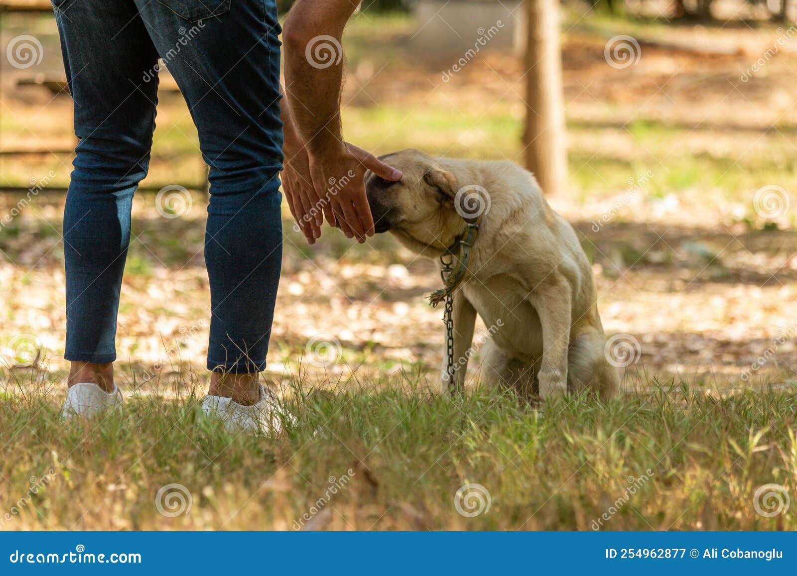 A dog - loving human being stock image. Image of friend - 254962877