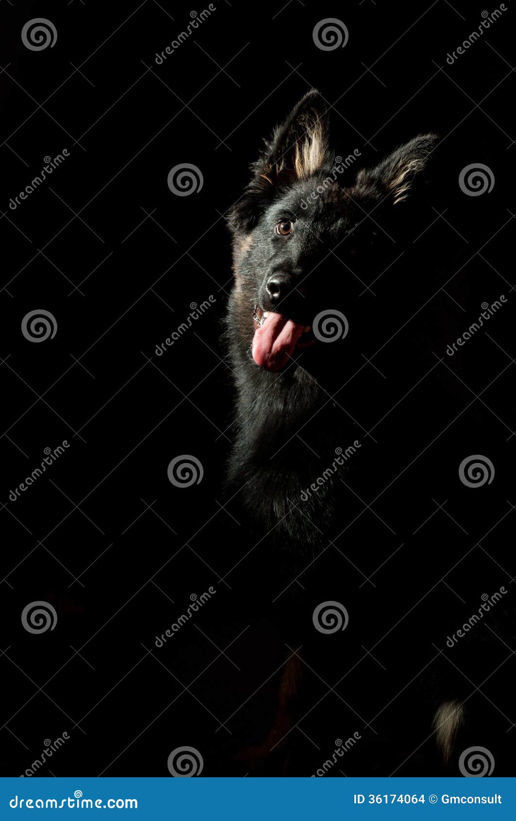 Dog lowkey IV stock photo. Image of eyes, mysterious - 36174064