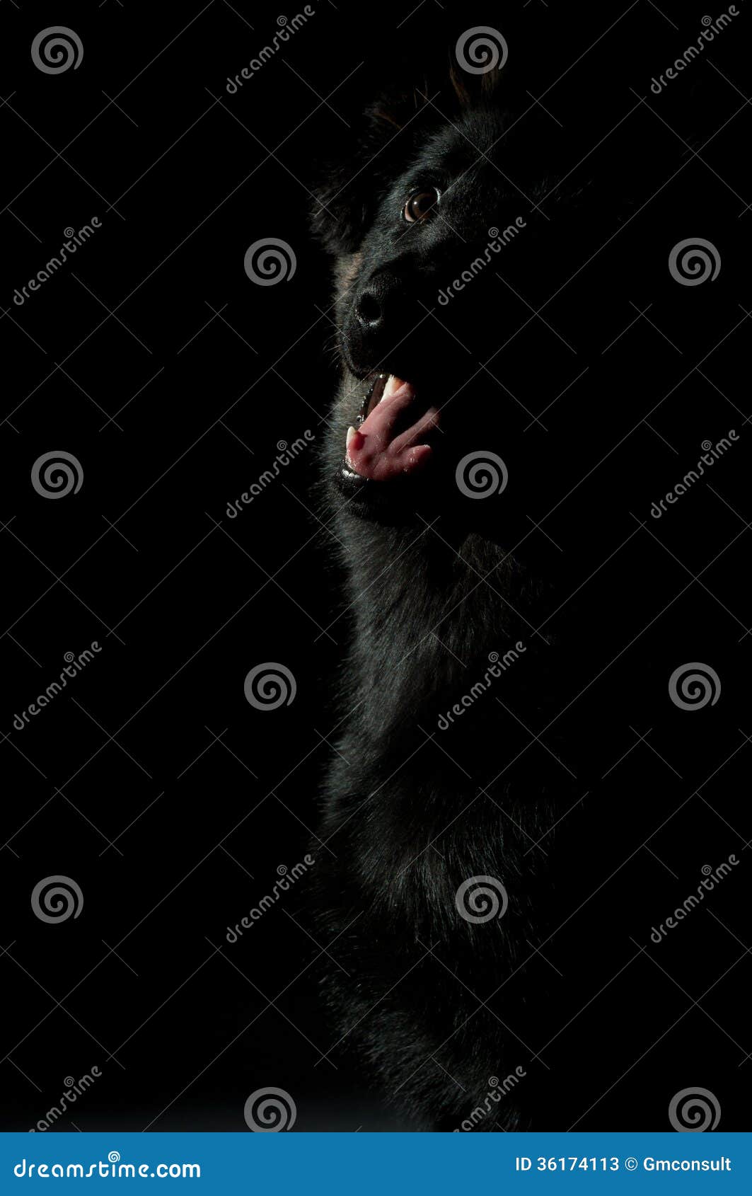 Dog lowkey V stock image. Image of dogs, friend, eyes - 36174113