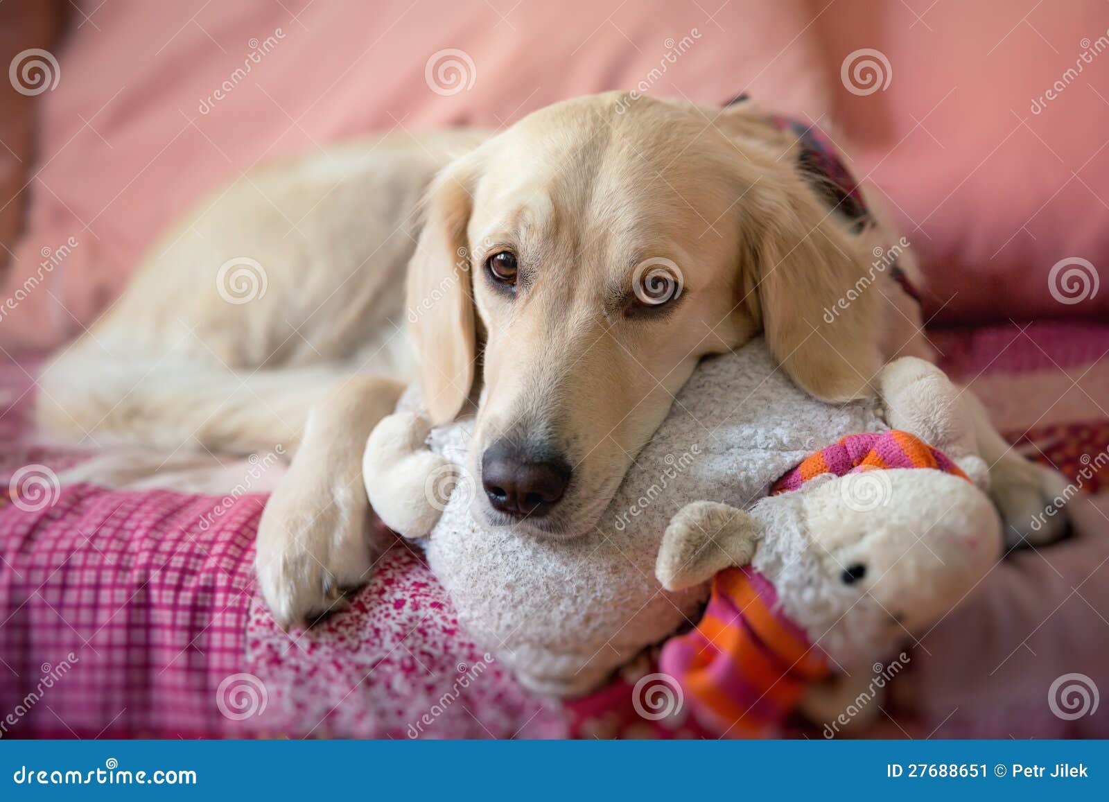 Dog lying on the bed stock image. Image of cute, relaxing - 27688651
