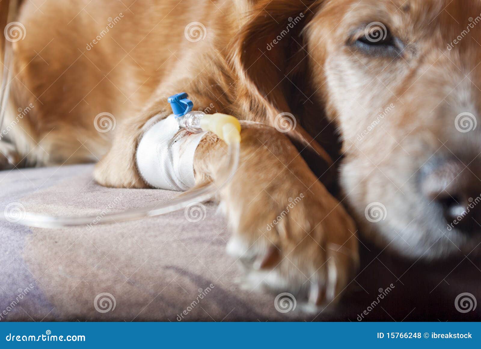 Dog Lying on Bed with Cannula in Vein Stock Photo - Image of healthcare ...