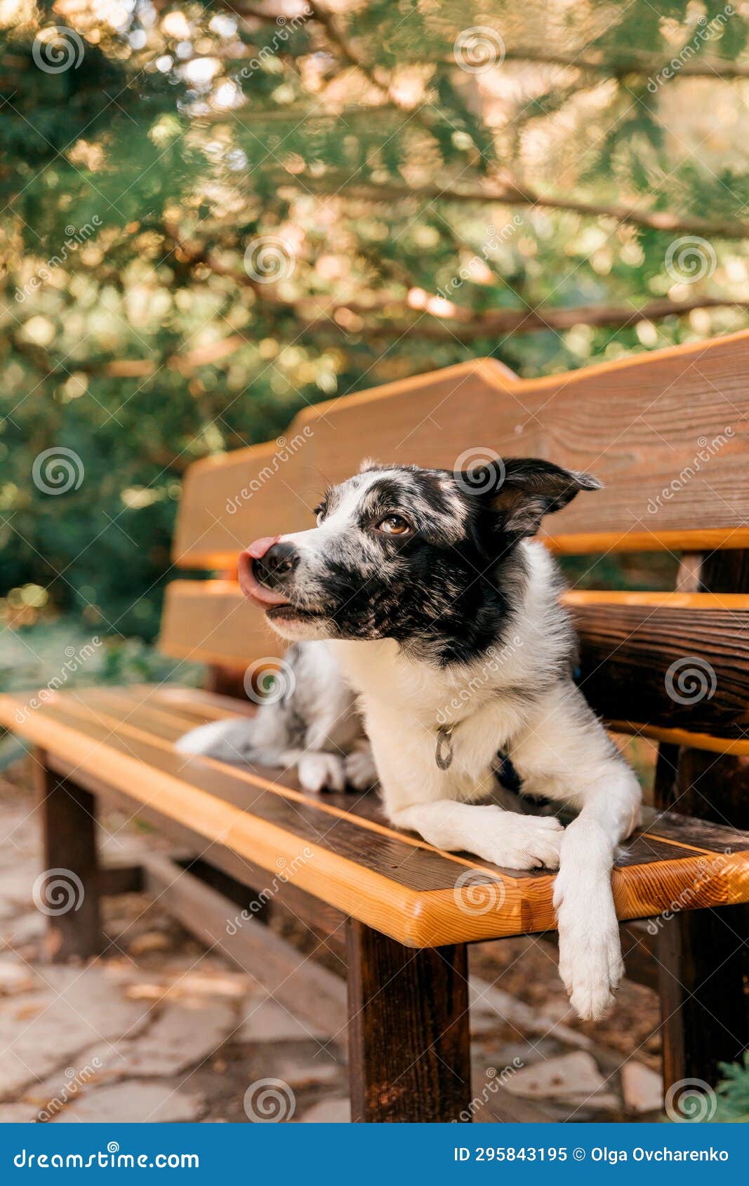 Dog Lying on a Bench in the Park Stock Image - Image of beautiful ...