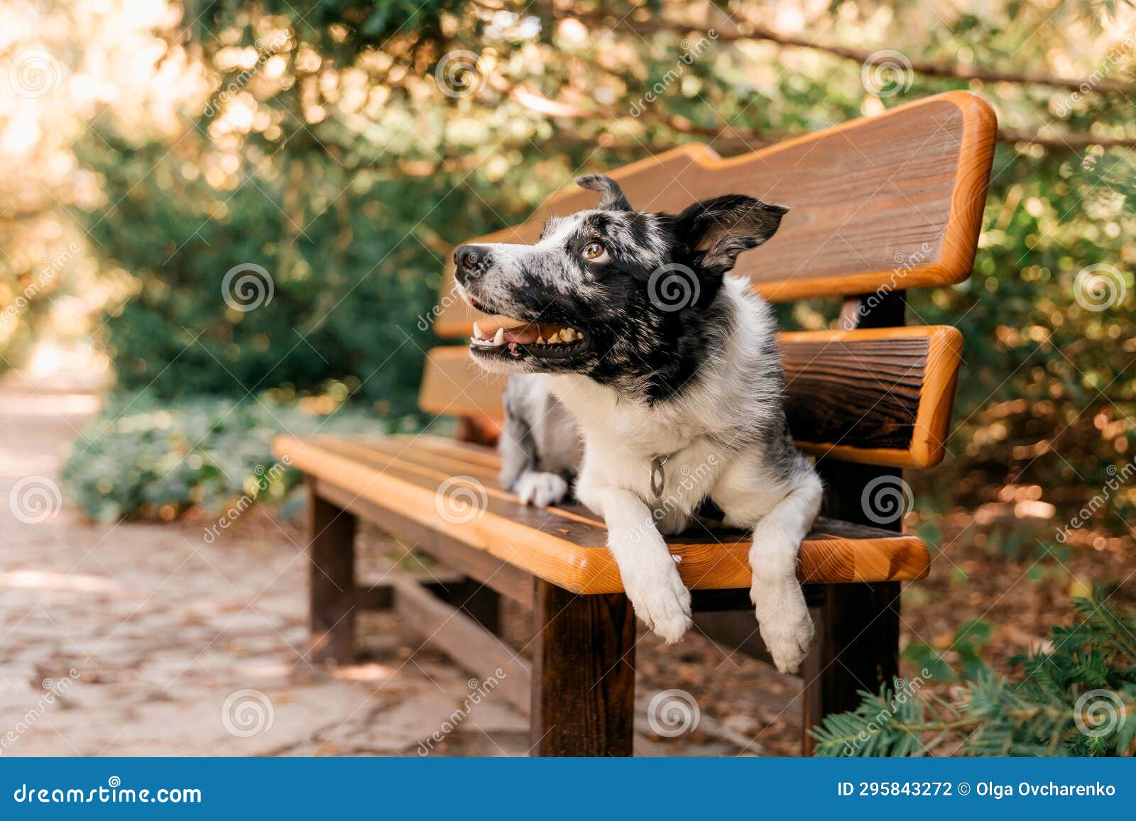 Dog Lying on a Bench in the Park Stock Photo - Image of relaxation ...